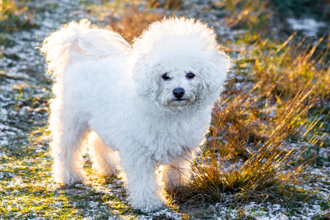 Alles, was du über die Hunderasse Bichon Frisé wissen solltest