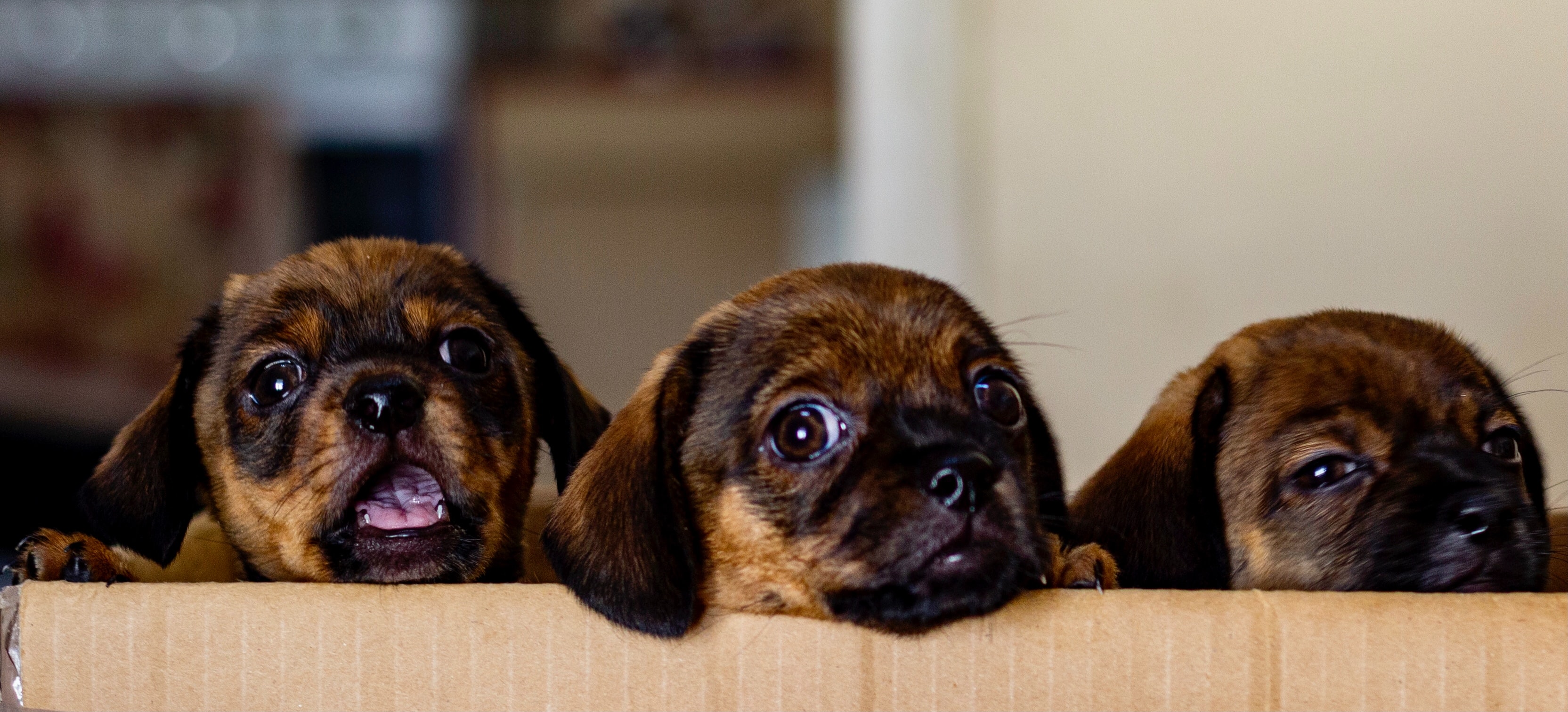 Here’s how to best prepare yourself and your dog for the birth.