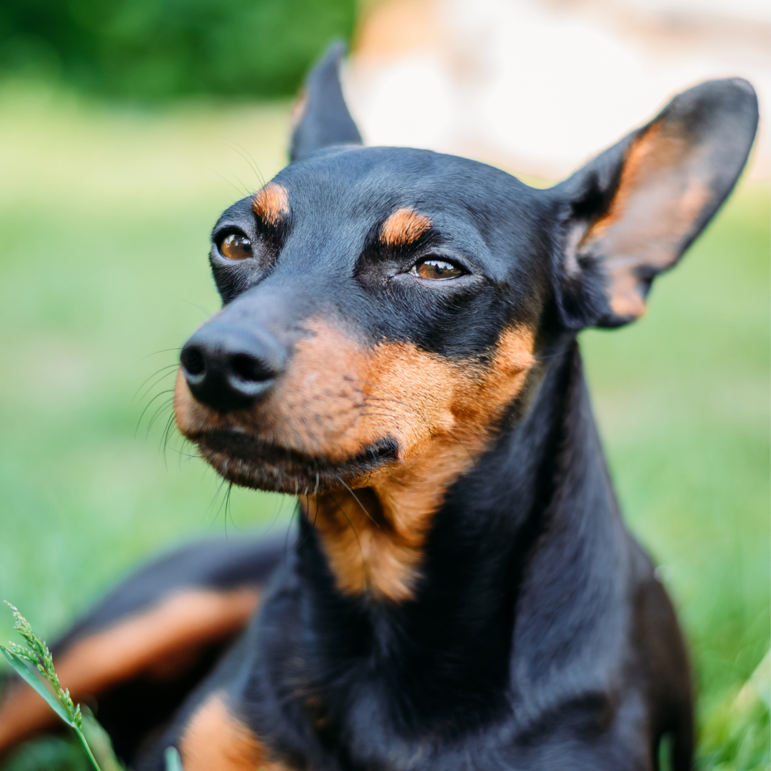 Pinscher Miniature Leanbh