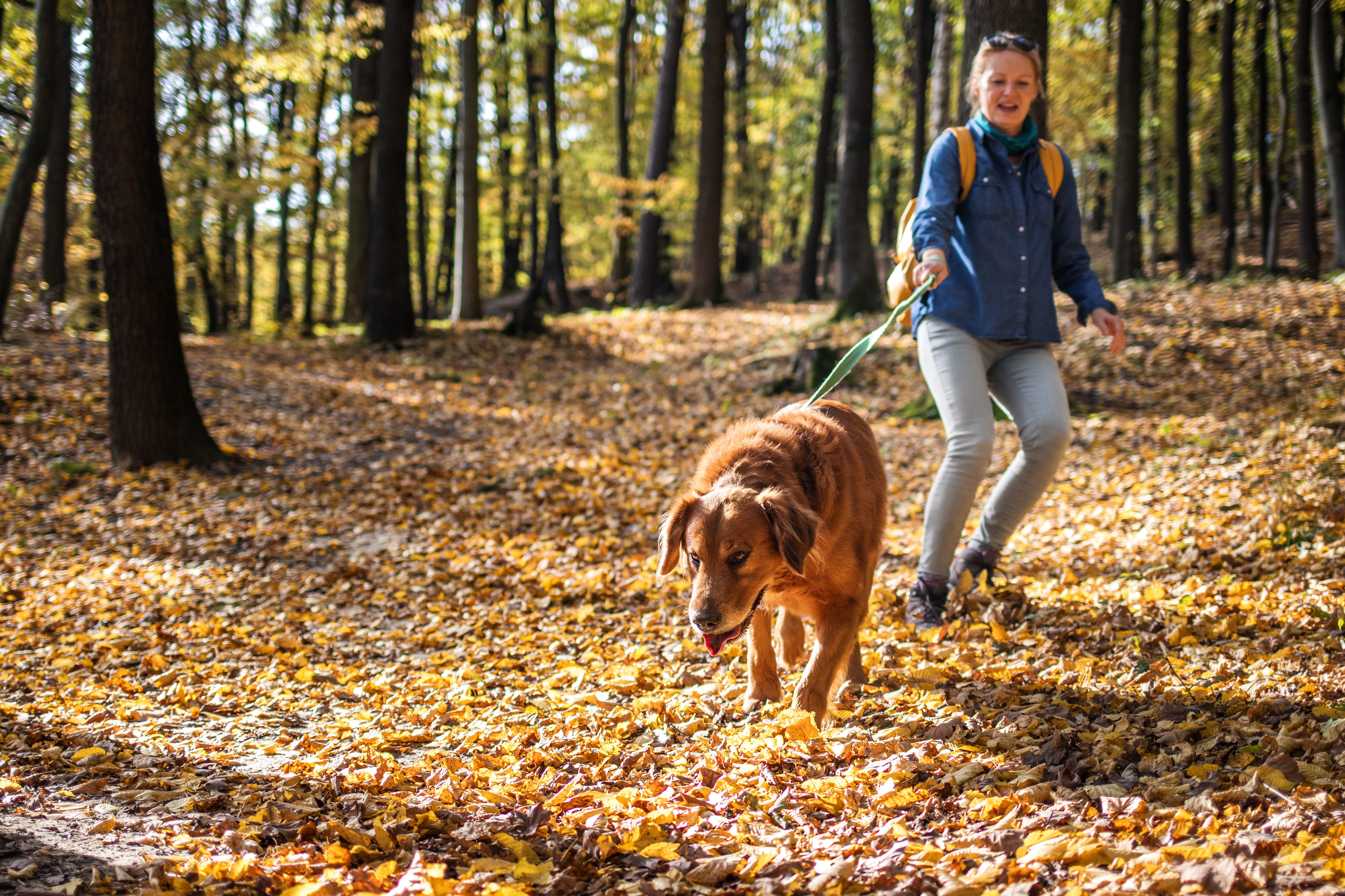 What to do if your dog pulls on the leash - Your best tips - Lassie