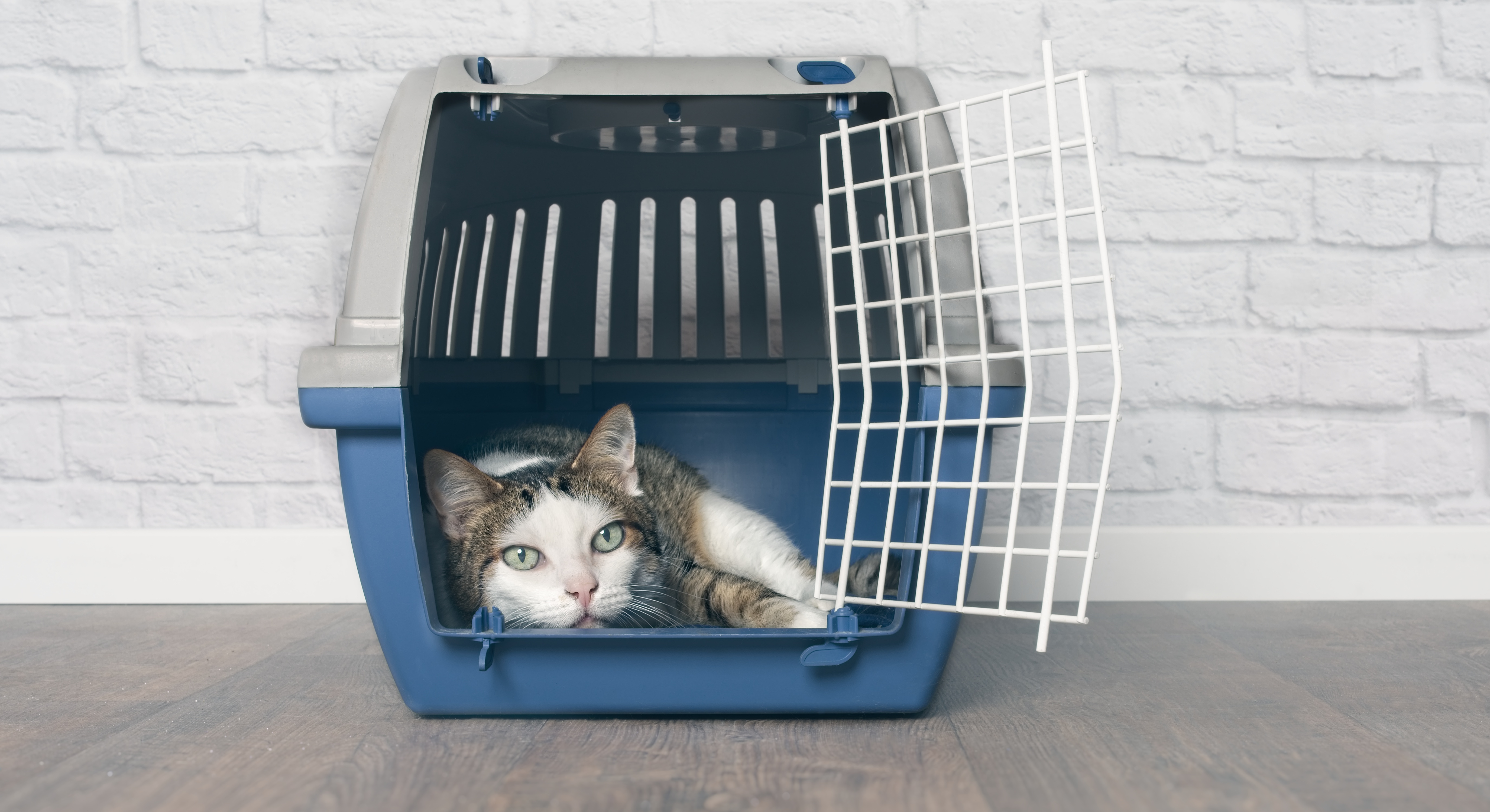 Travelling with your cat by car