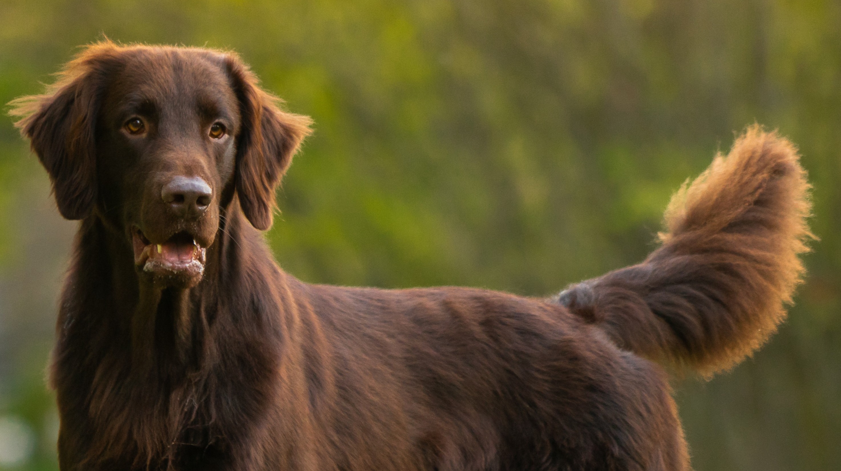 Alles, was du über die Hunderasse Flatcoated Retriever wissen solltest