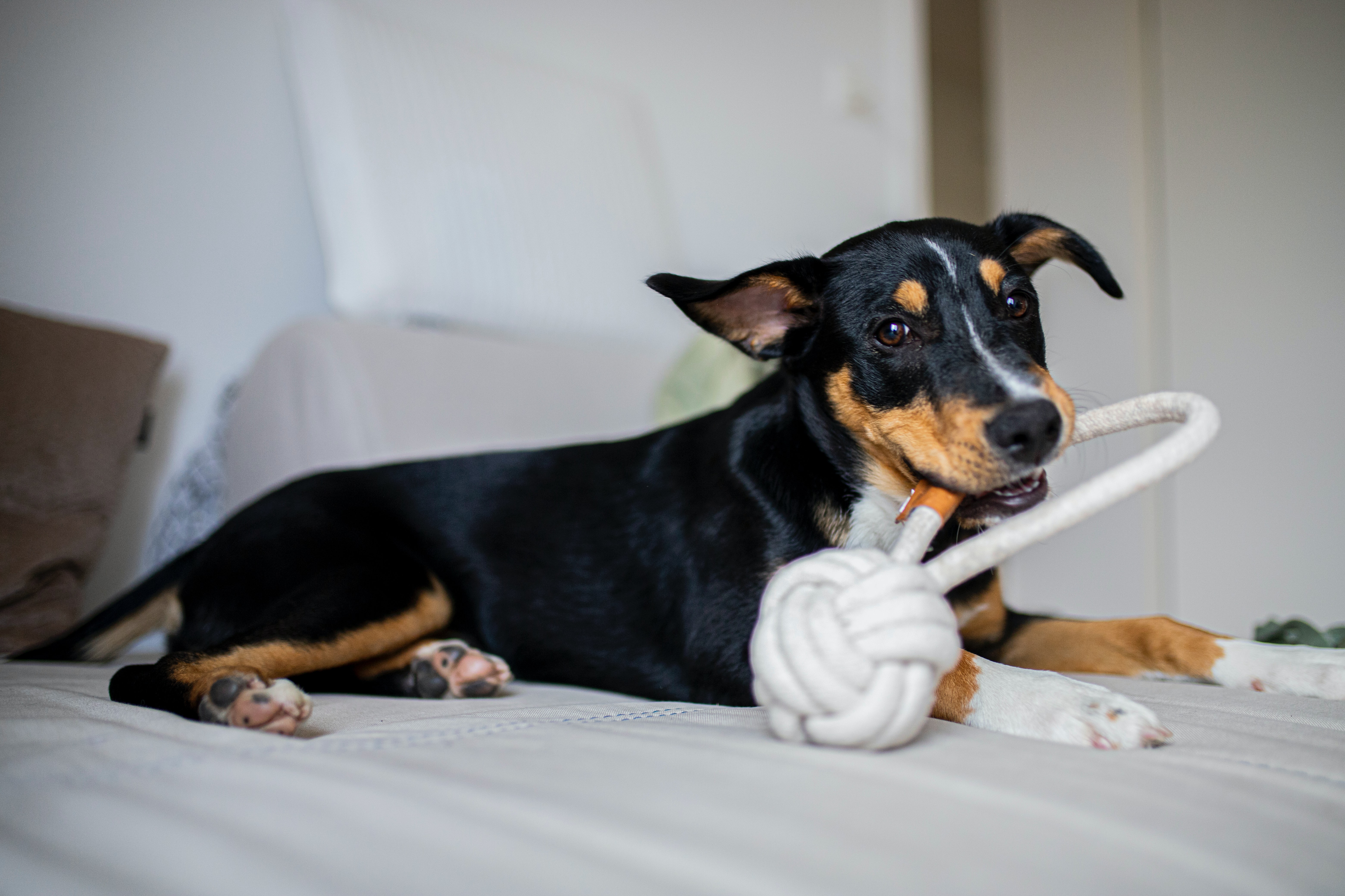 Three exercises to activate your dog indoors - Lassie