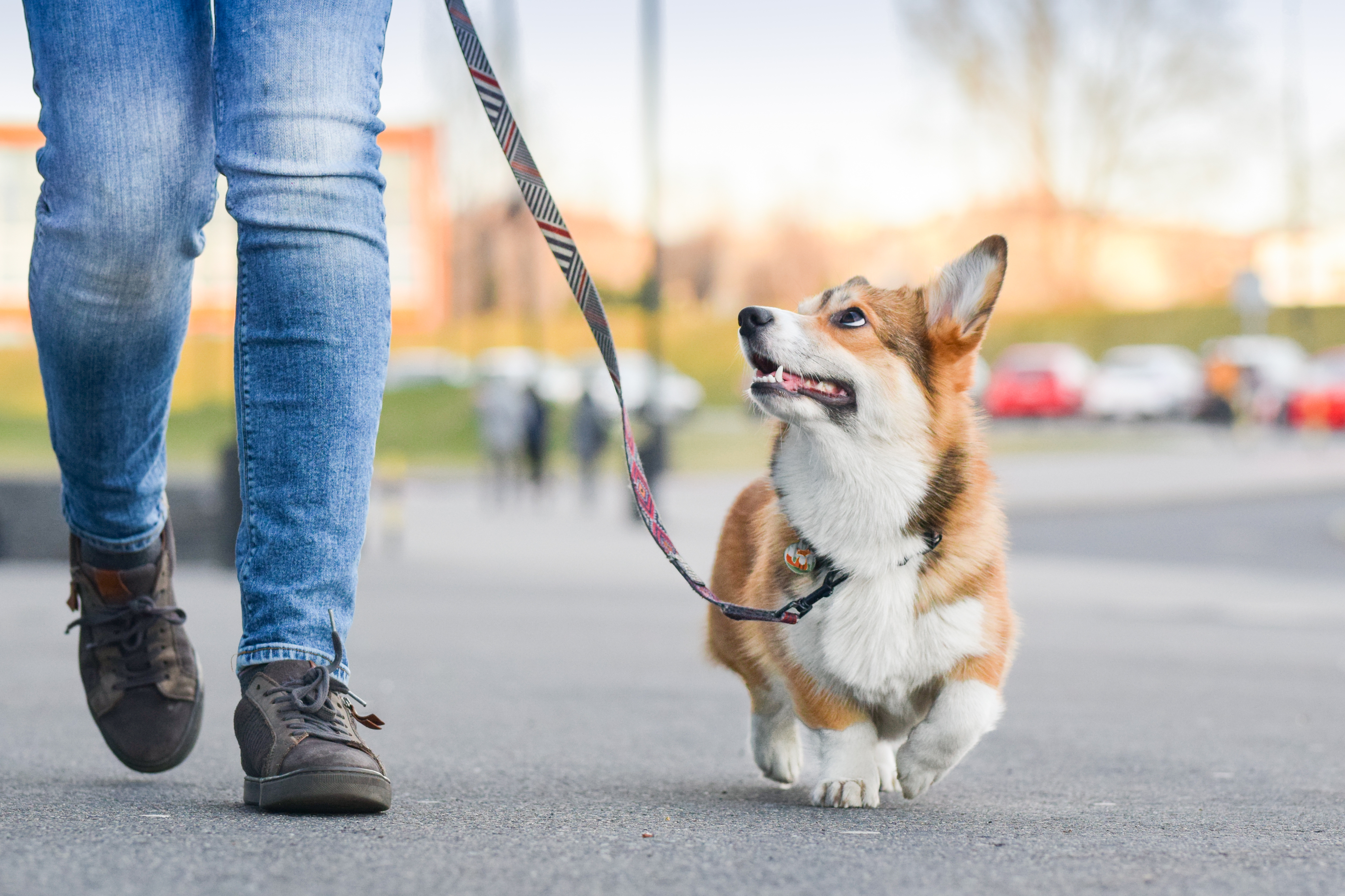 When your dog becomes insecure - Look at that game - Lassie