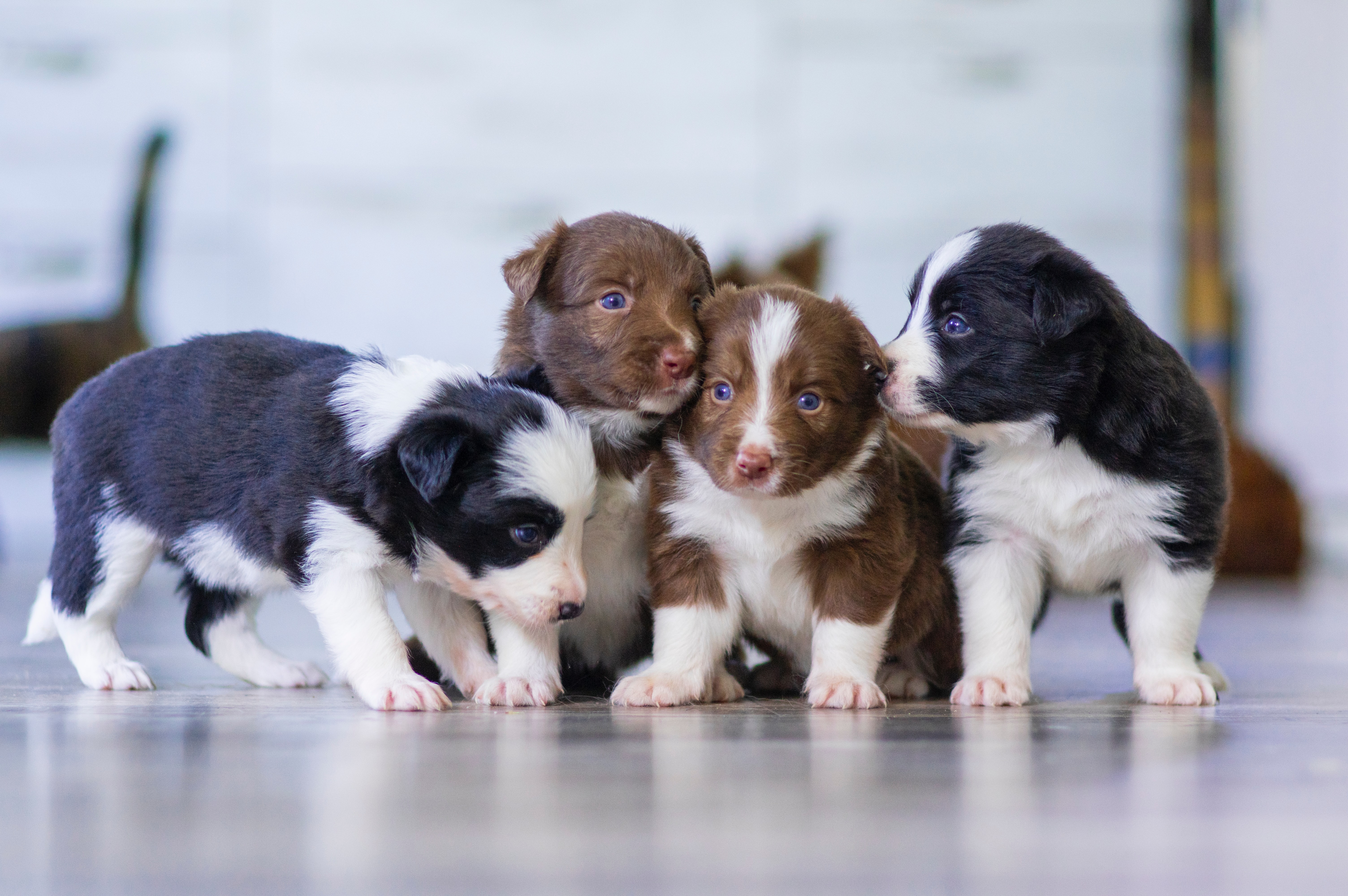 Newborn Puppies