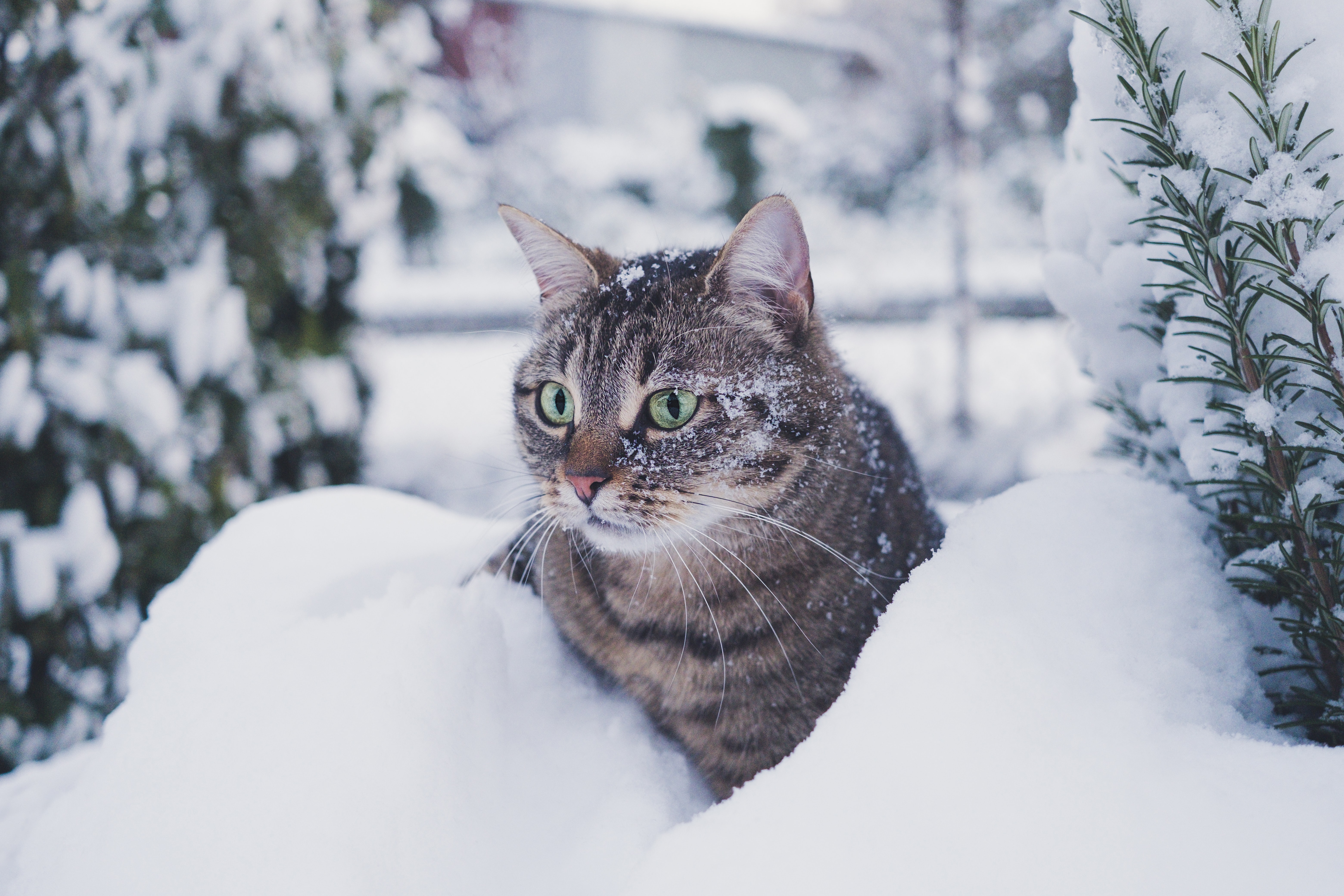 Kan min katt vara ute på vintern? - Tips & Råd - Lassie