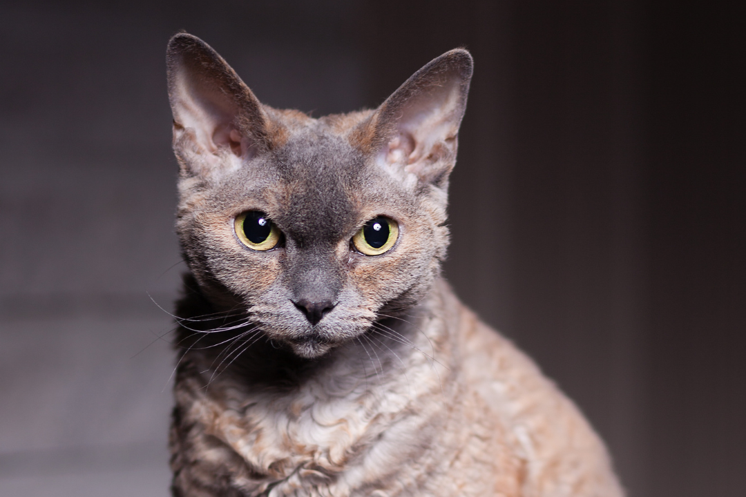 Devon Rex - Everything you need to know about the cat breed Devon Rex