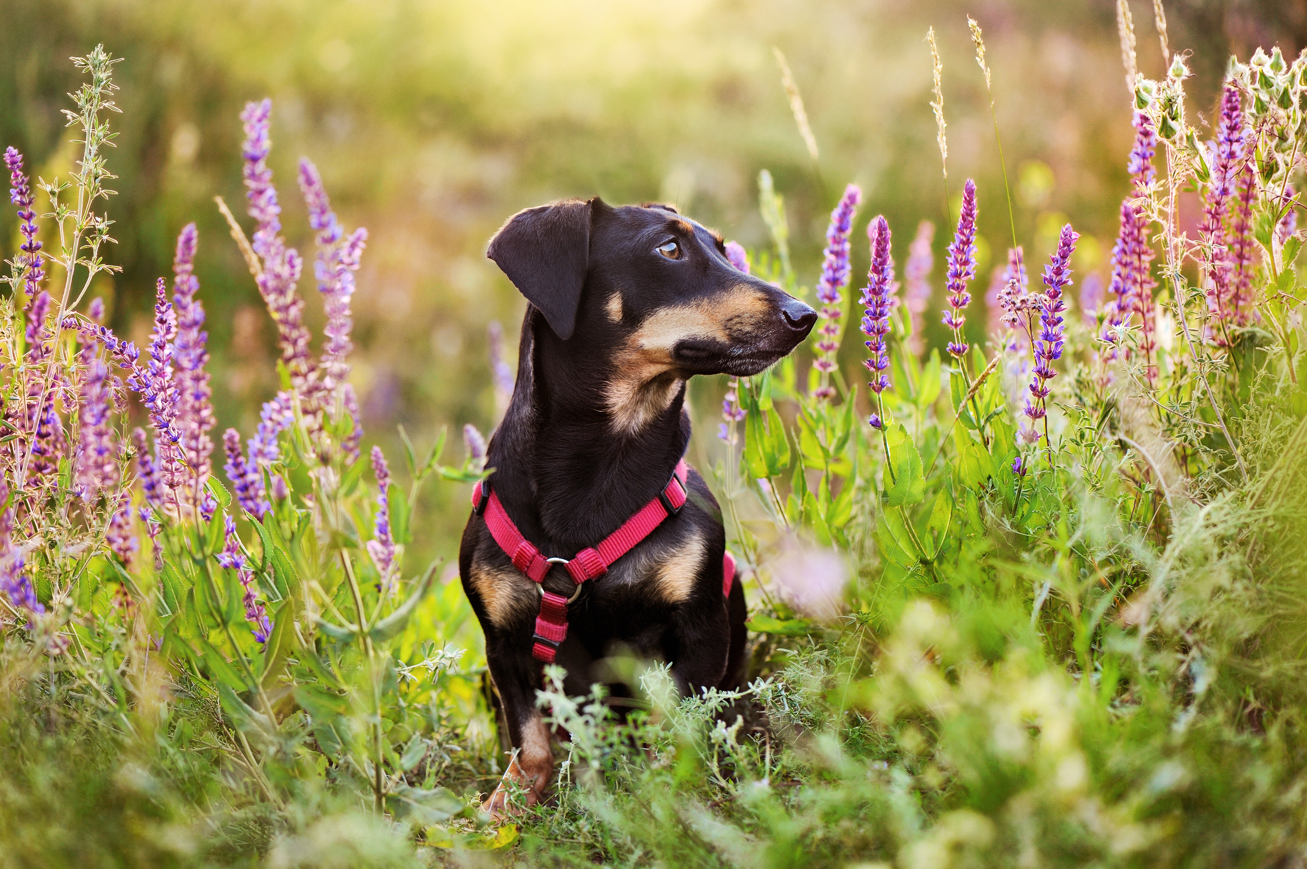 Gör detta om din hund blir biten av en orm - Lassie