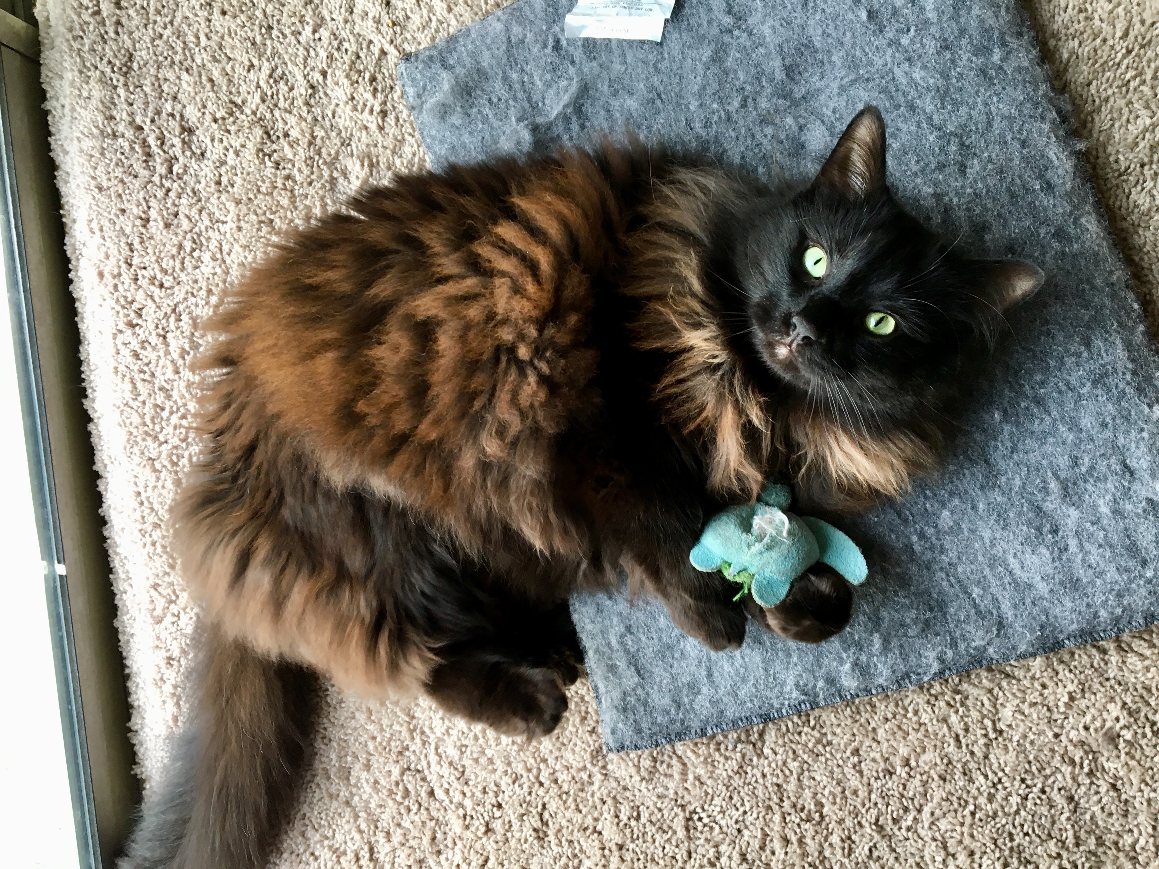 Understanding your cat's mood