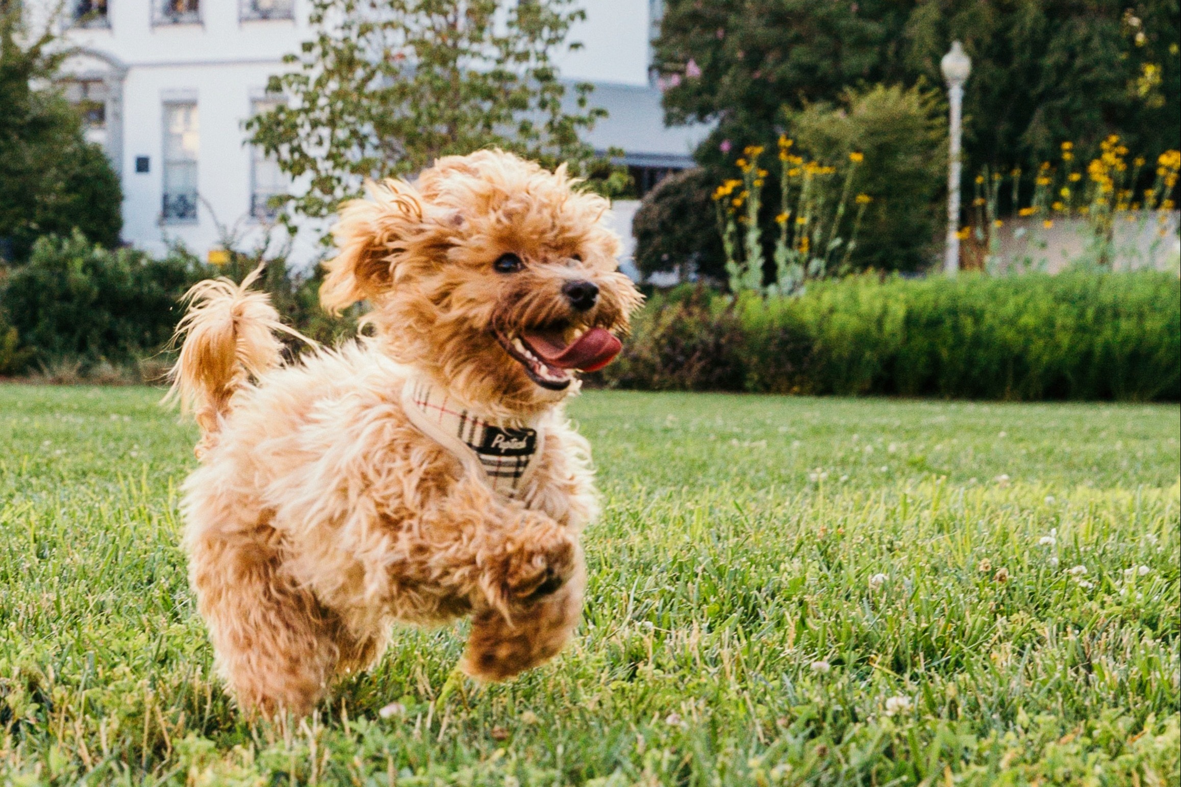What to do if your dog gets an insect bite - Lassie
