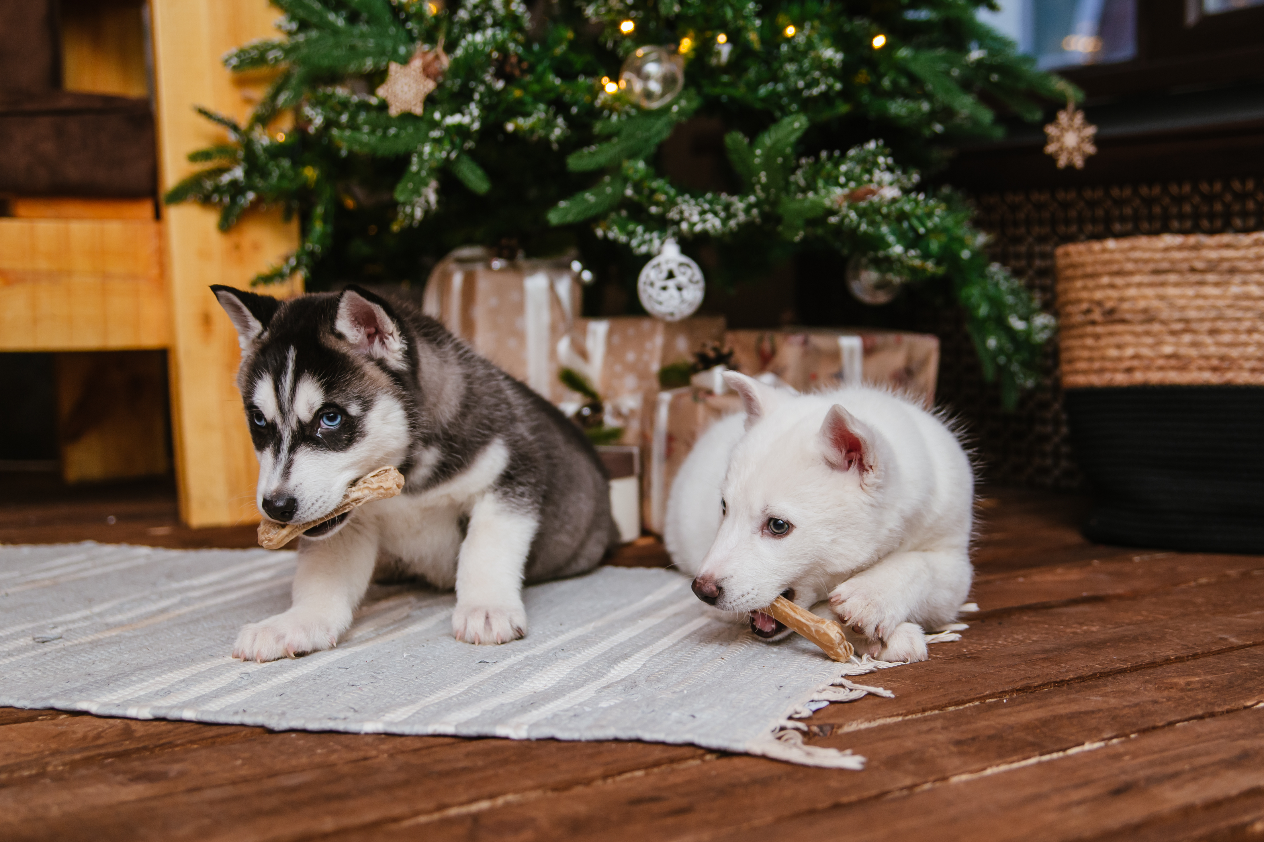 The guide to safe chews for your puppy - Lassie