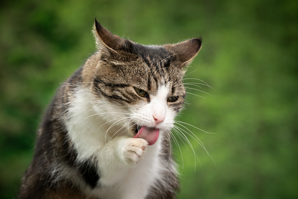 How to detect allergies in your cat - Lassie