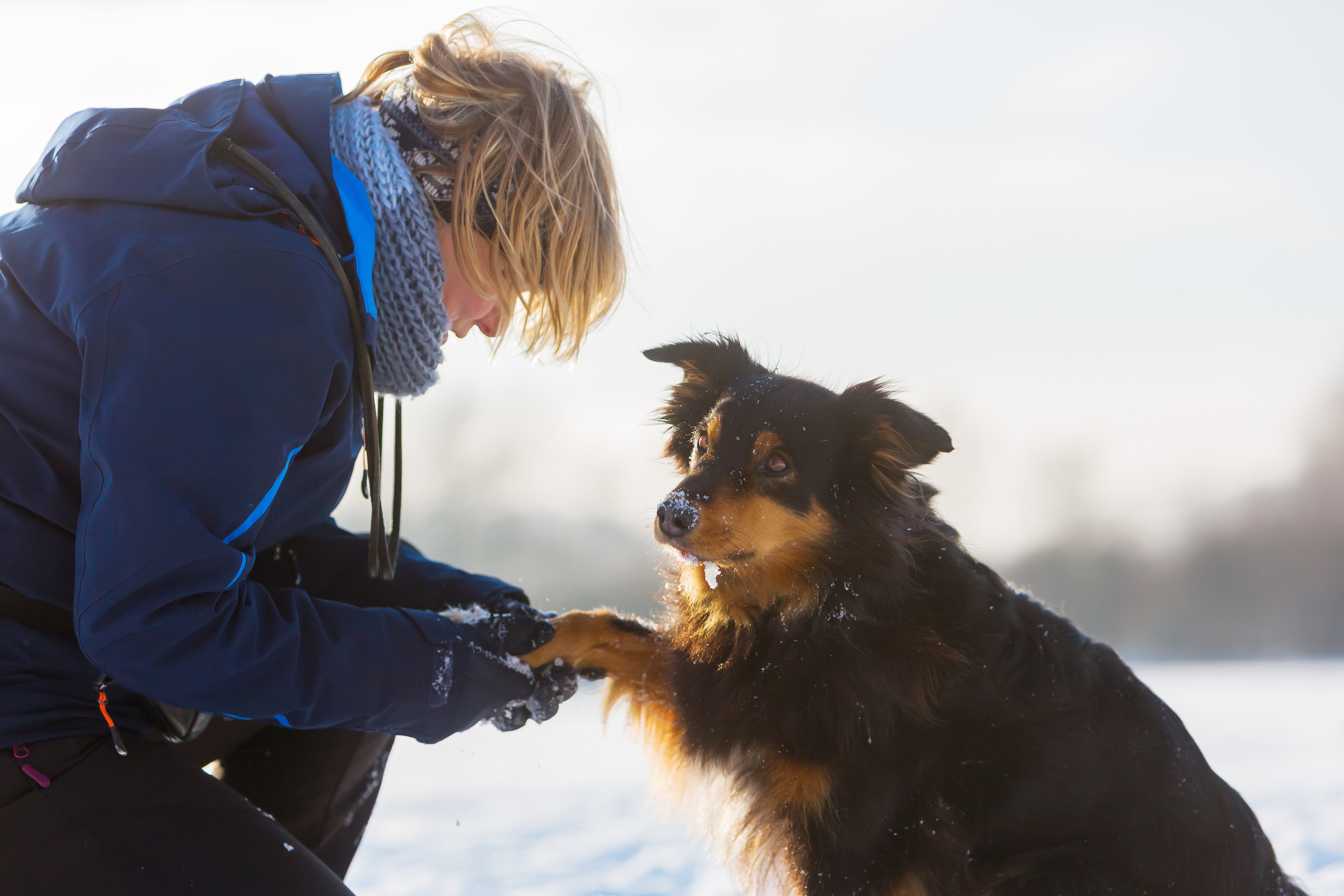 Take care of your dog's paws this winter - Lassie