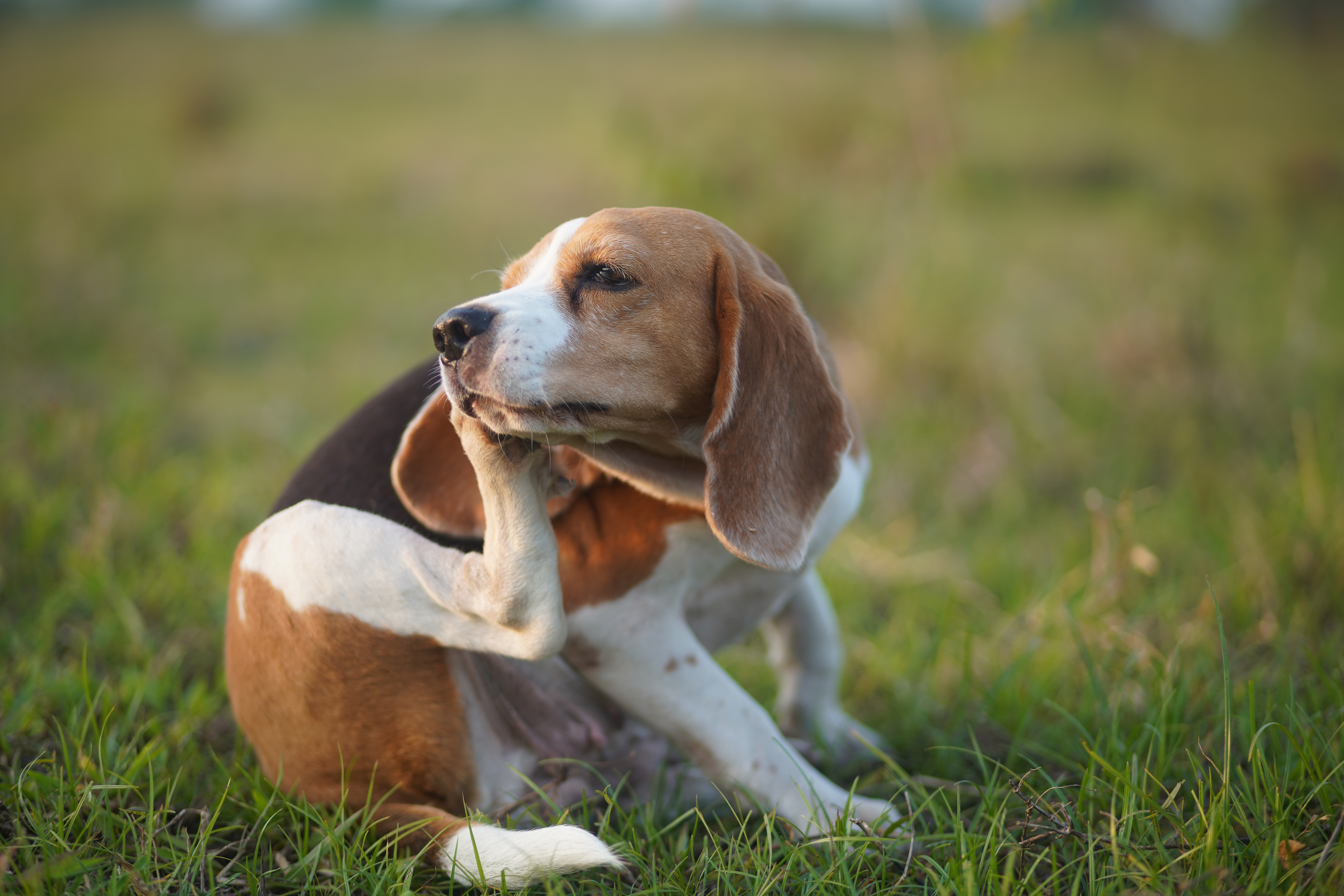 The parasites that cause itchiness in your dog - Lassie