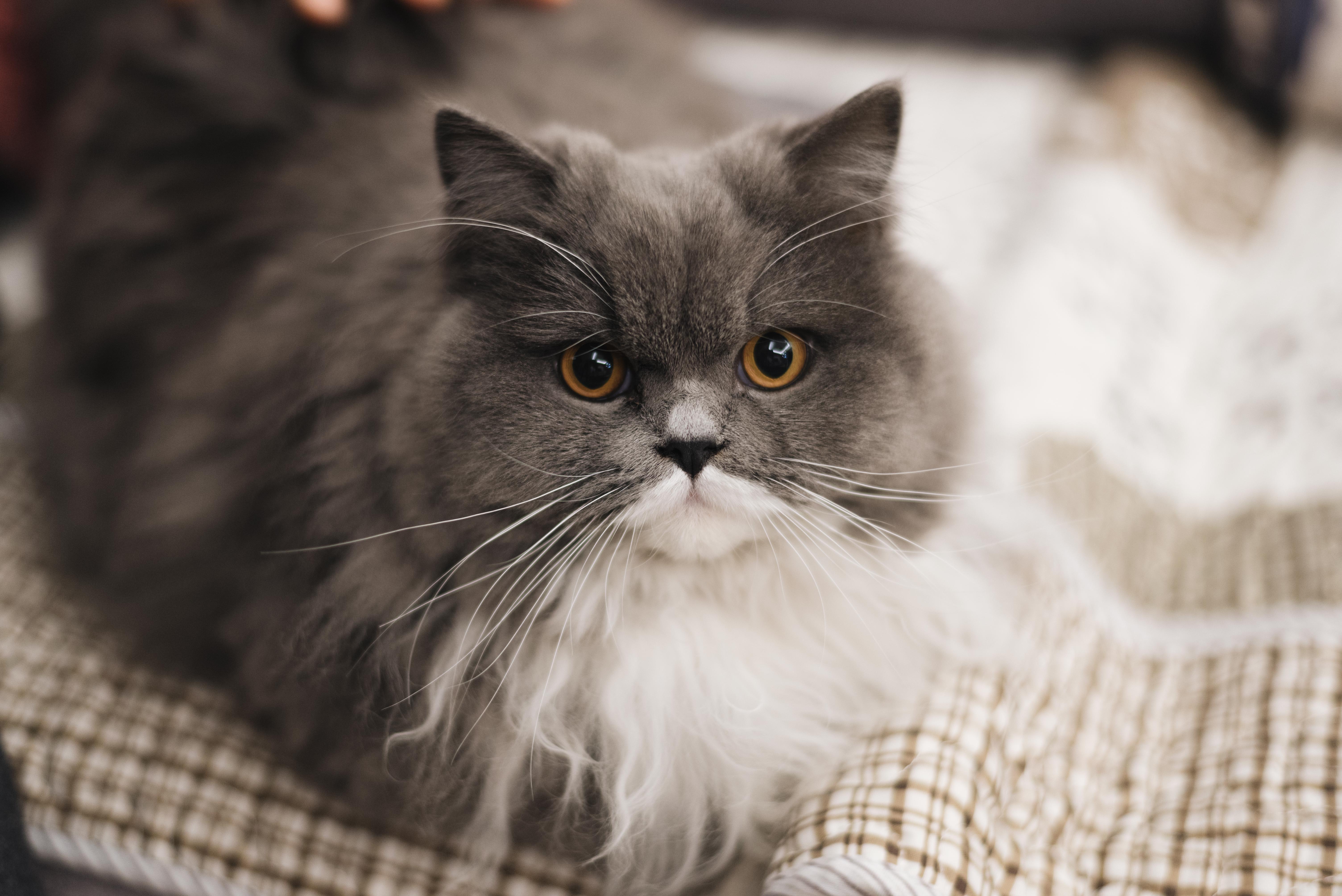 Sneezing vs. Coughing in Cats