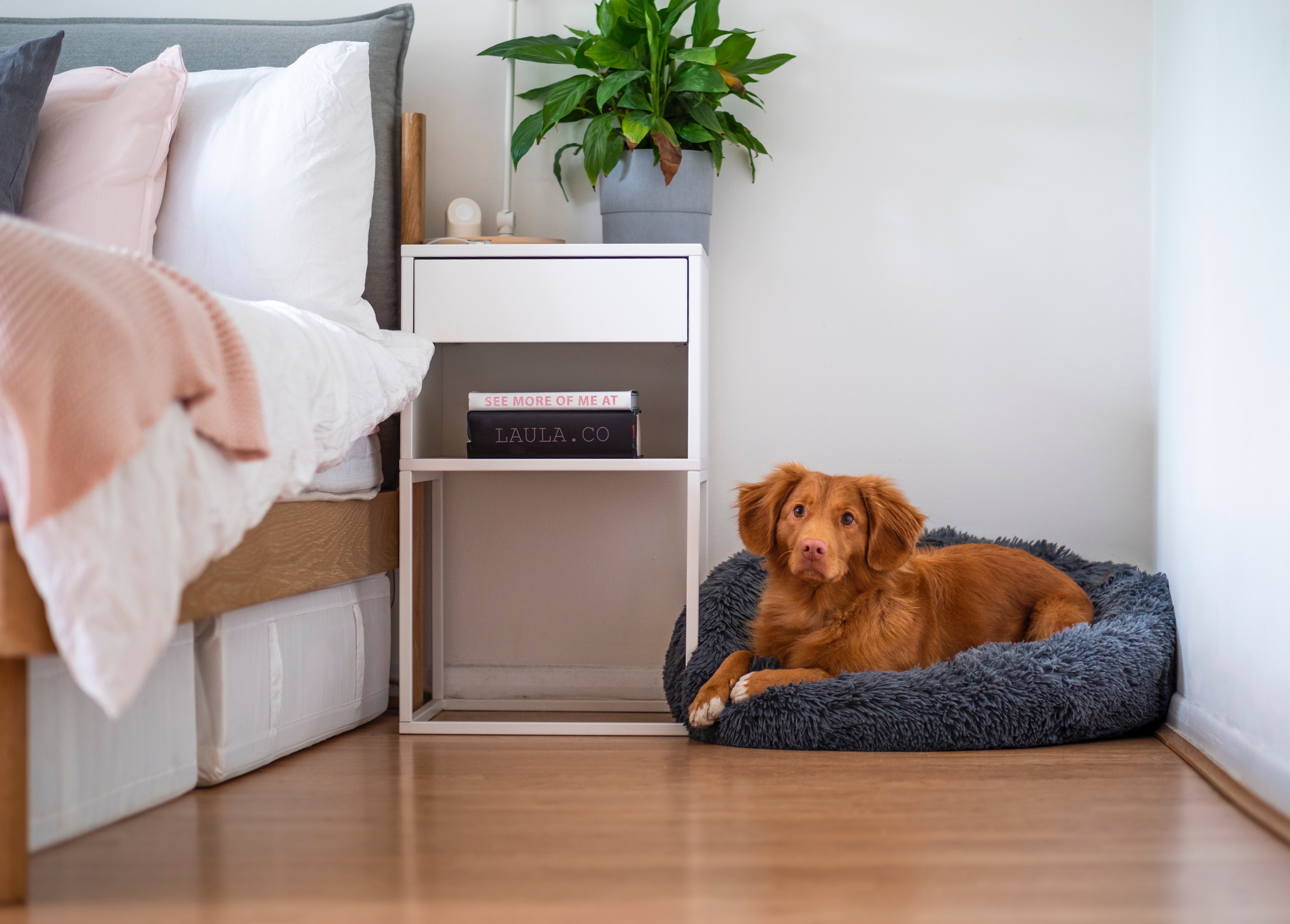 Your best Christmas gift tips for the dog - Lassie