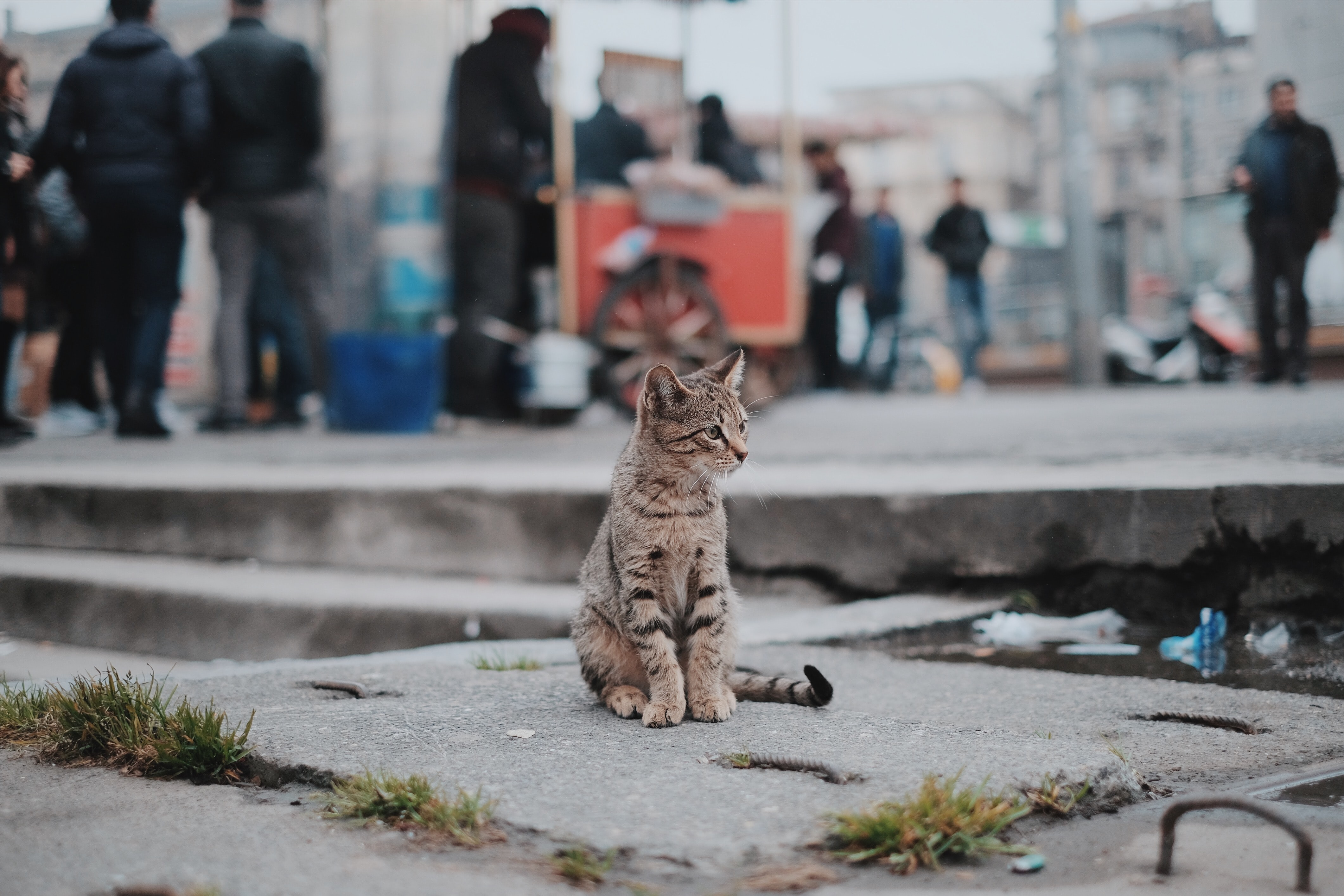 Things to do if your cat has escaped