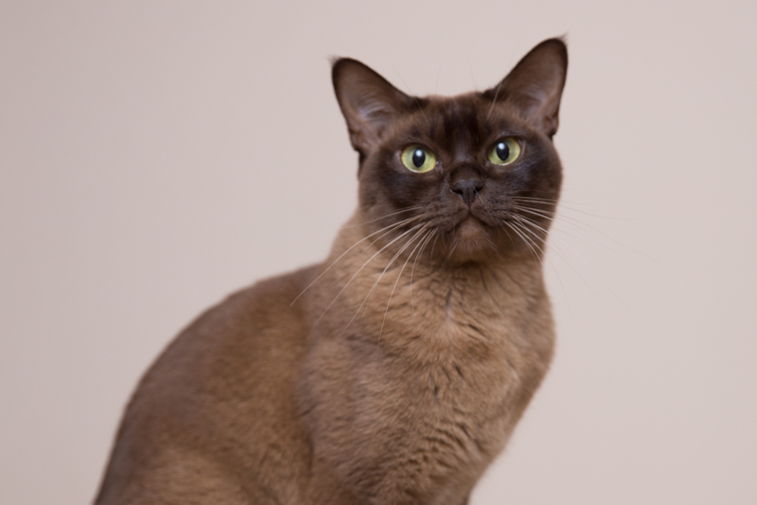Burmese - Everything you need to know about the cat breed