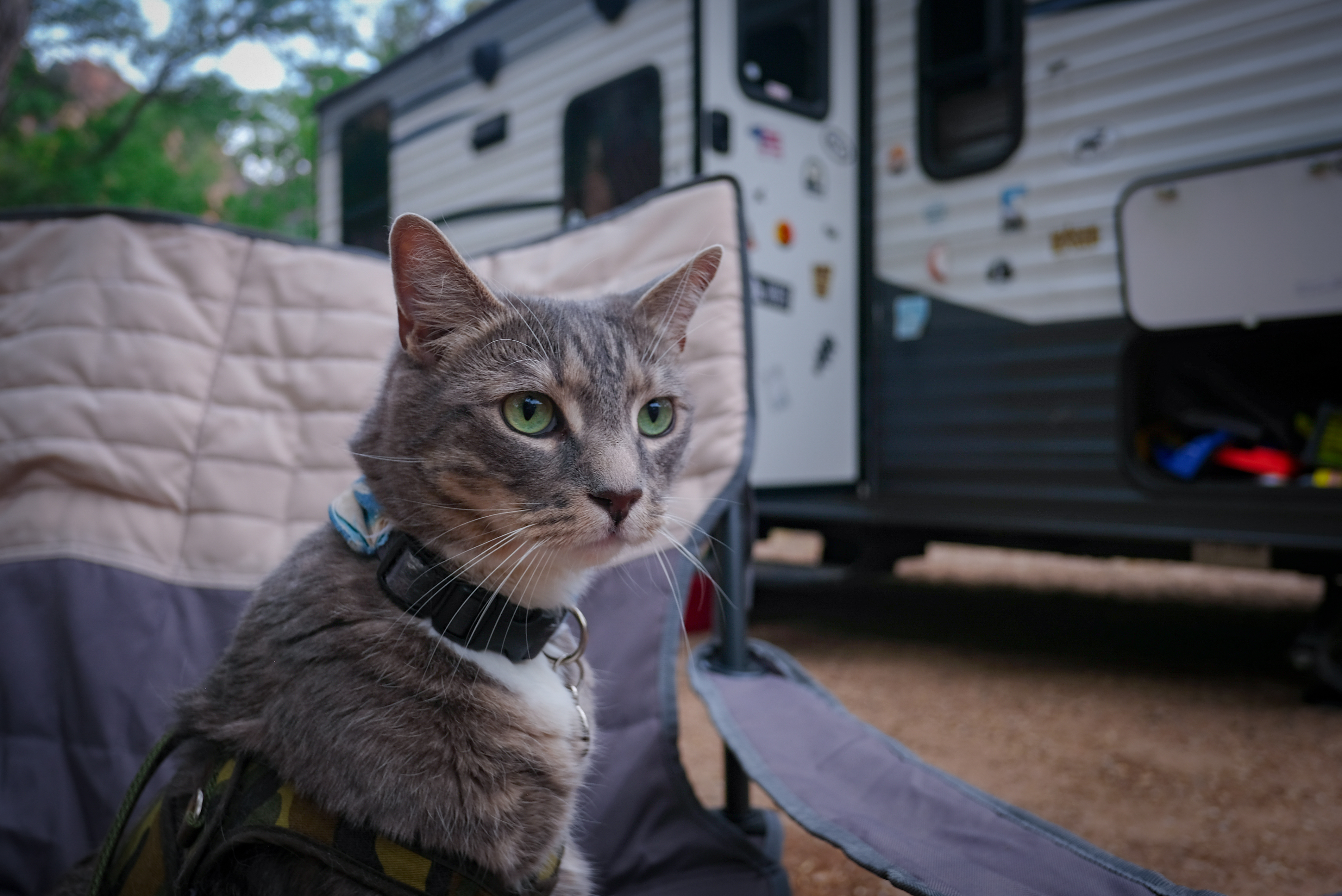 Camper holidays with your cat - Lassie