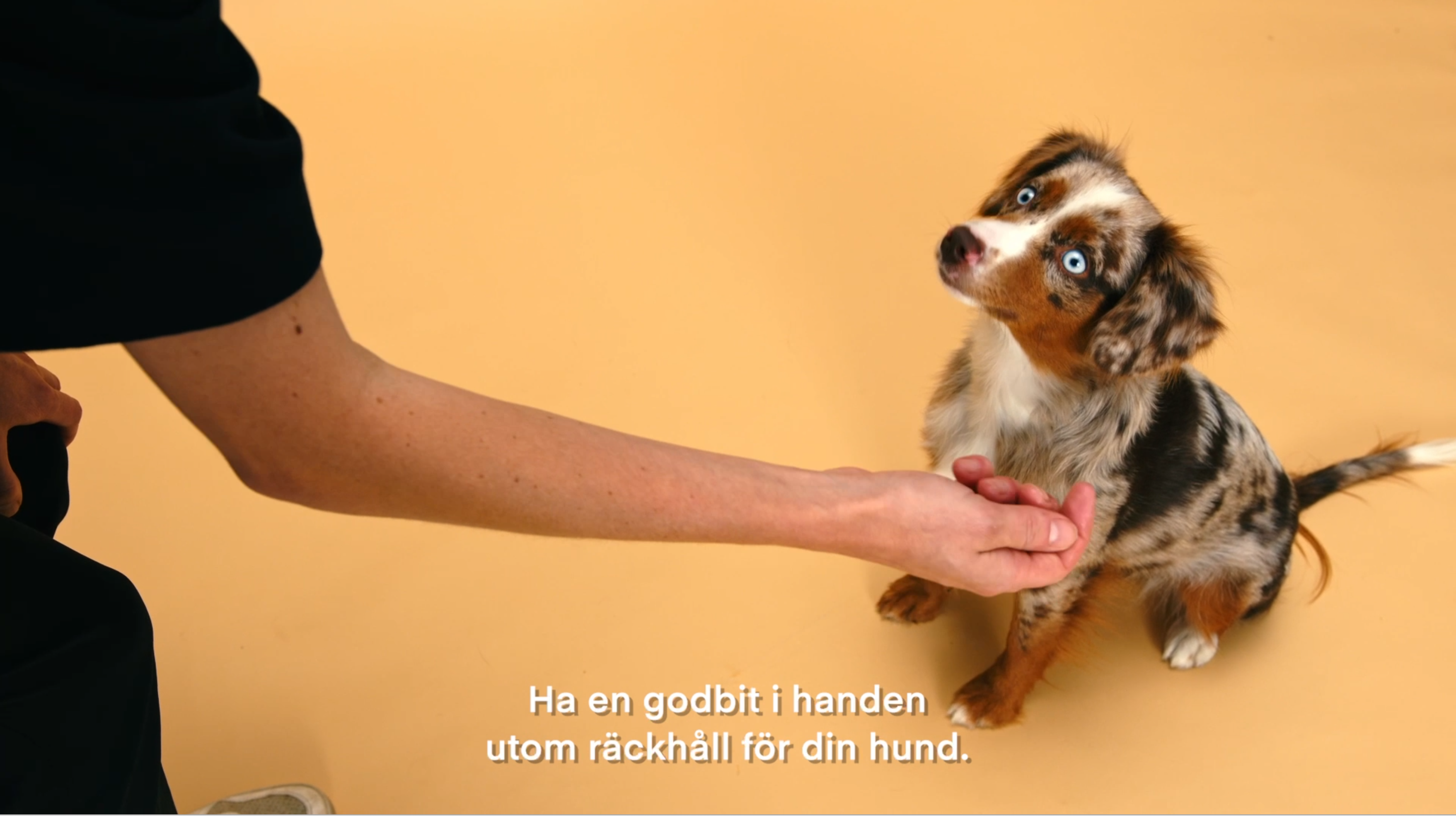 How to get your dog to make eye contact with you
