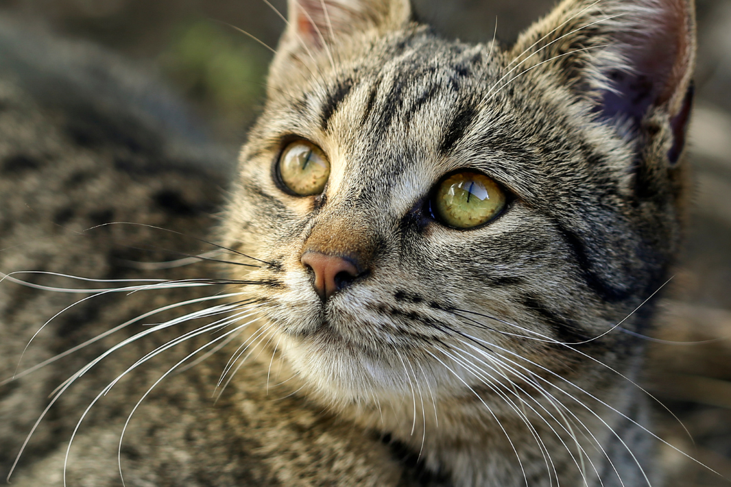 Europeisk Korthår - Allt du behöver veta om kattrasen