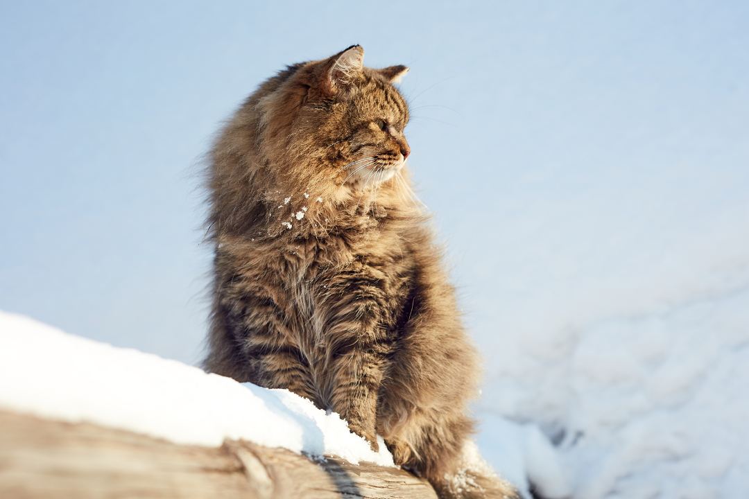 Siberian Cat - Everything you need to know about the cat breed