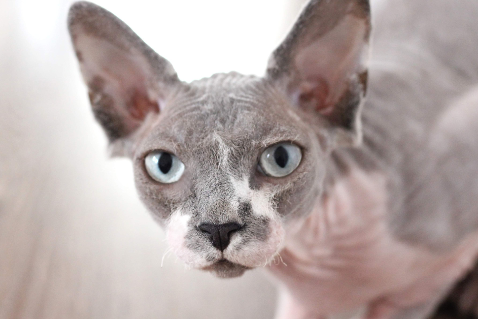 Sphynx - Allt du behöver veta om kattrasen