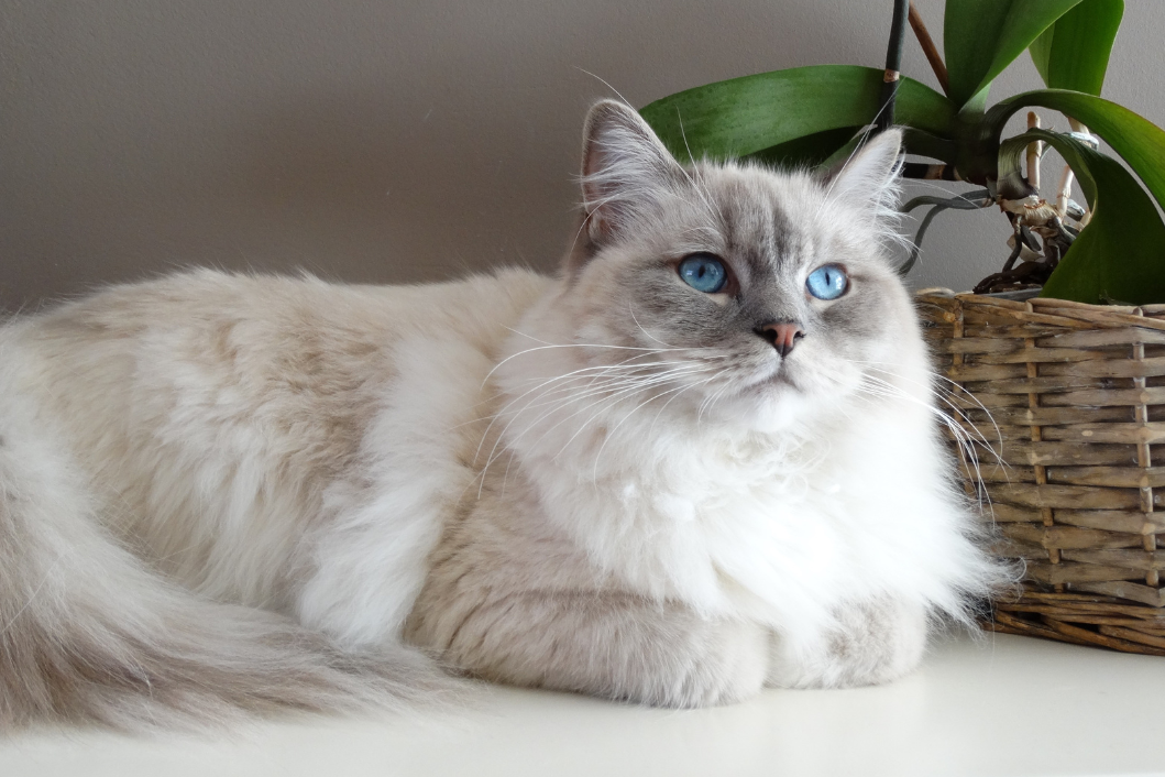 Ragdoll - Everything you need to know about the cat breed Ragdoll