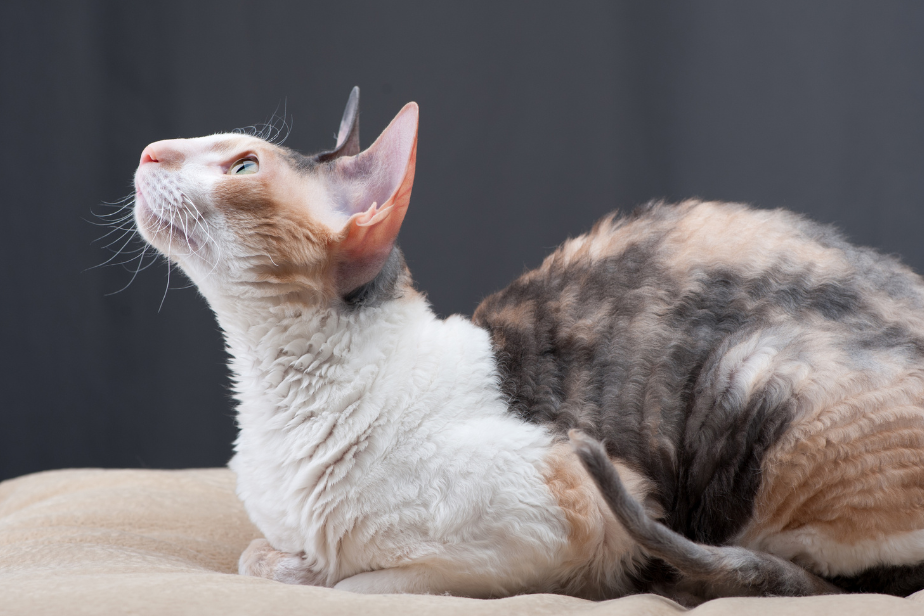 Cornish Rex - Everything you need to know about the cat breed