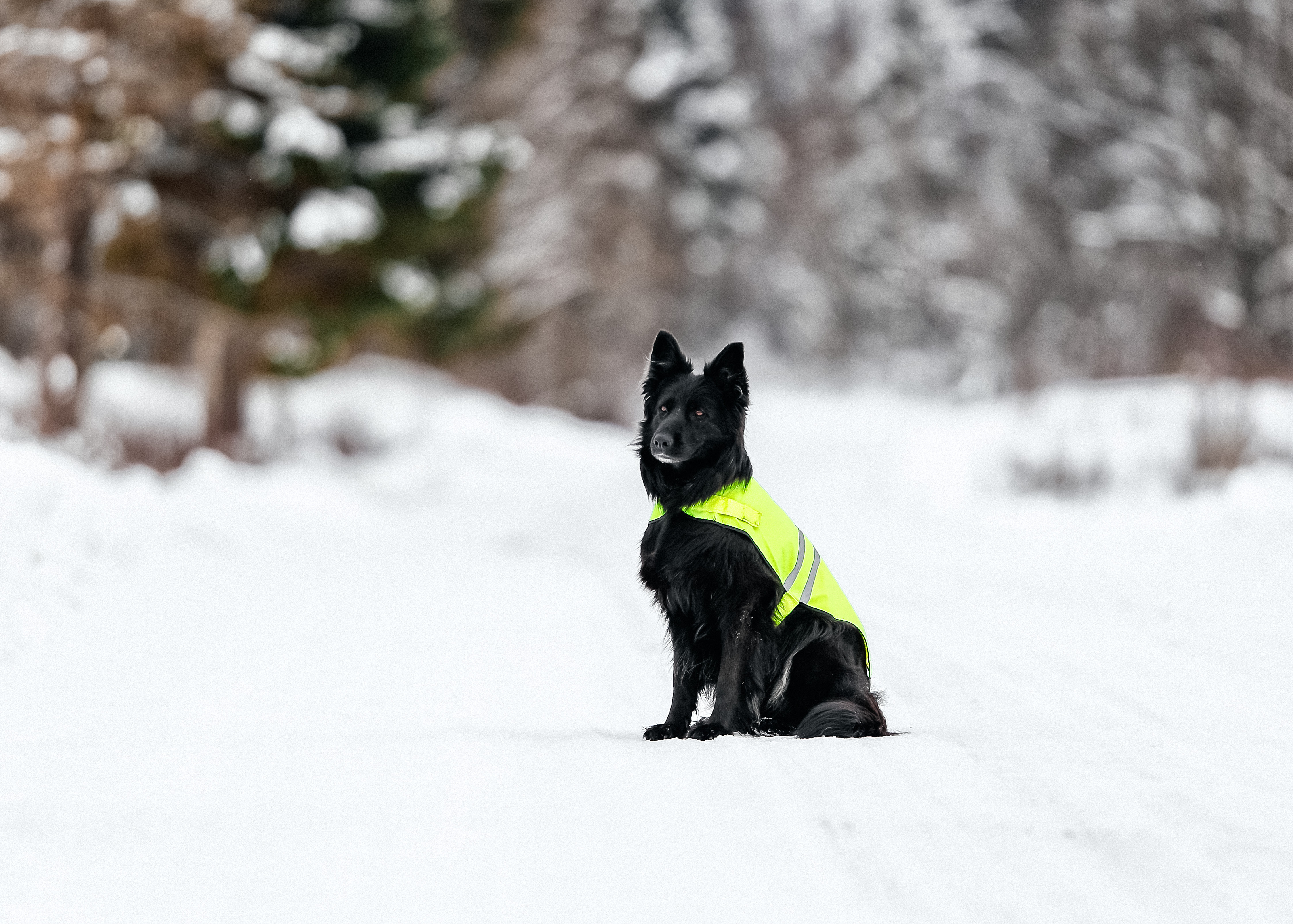 How to protect your dog in the dark with a reflective vest- Lassie