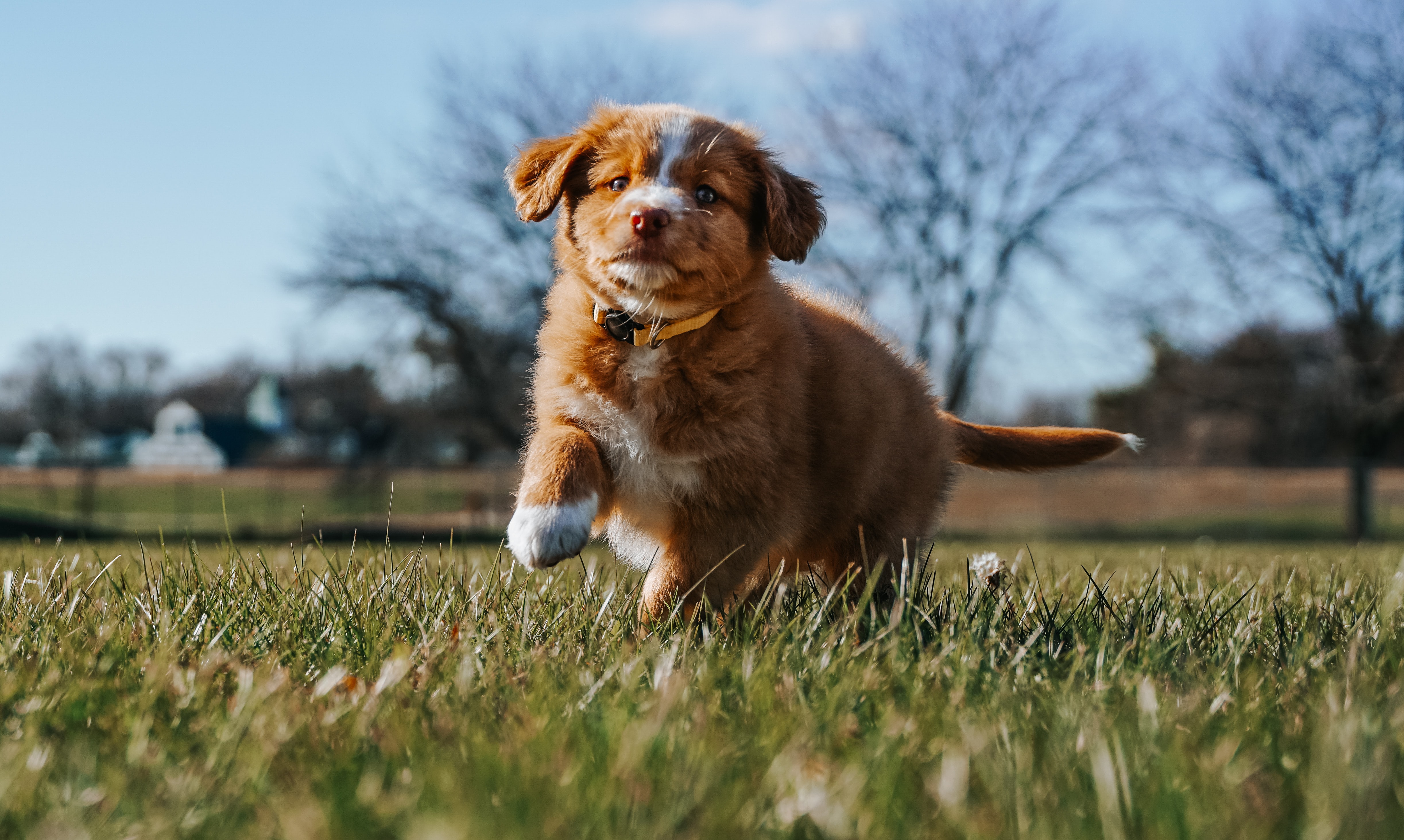 Puppy play with older dogs - Lassie