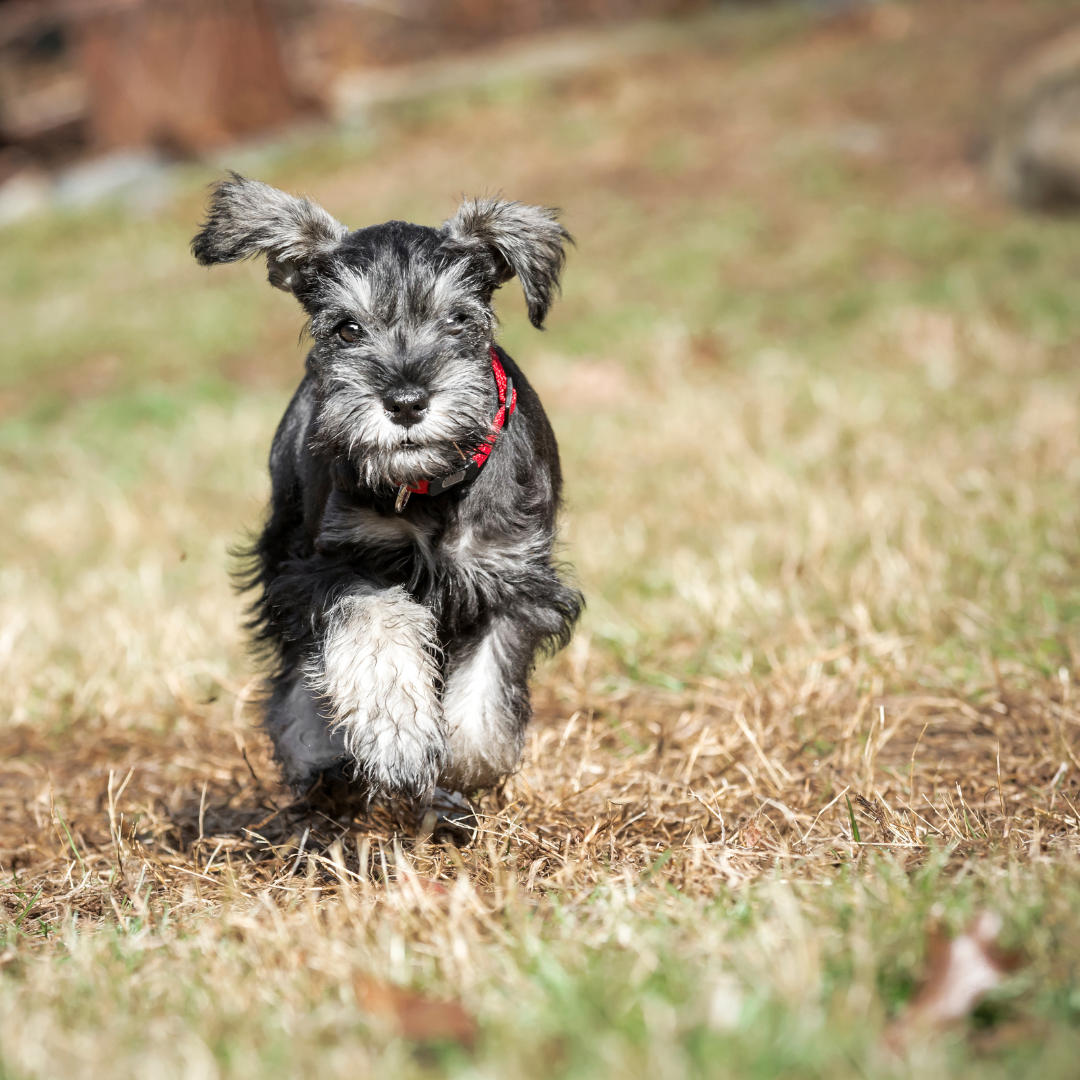 Miniature schnauzer - everything you need to know