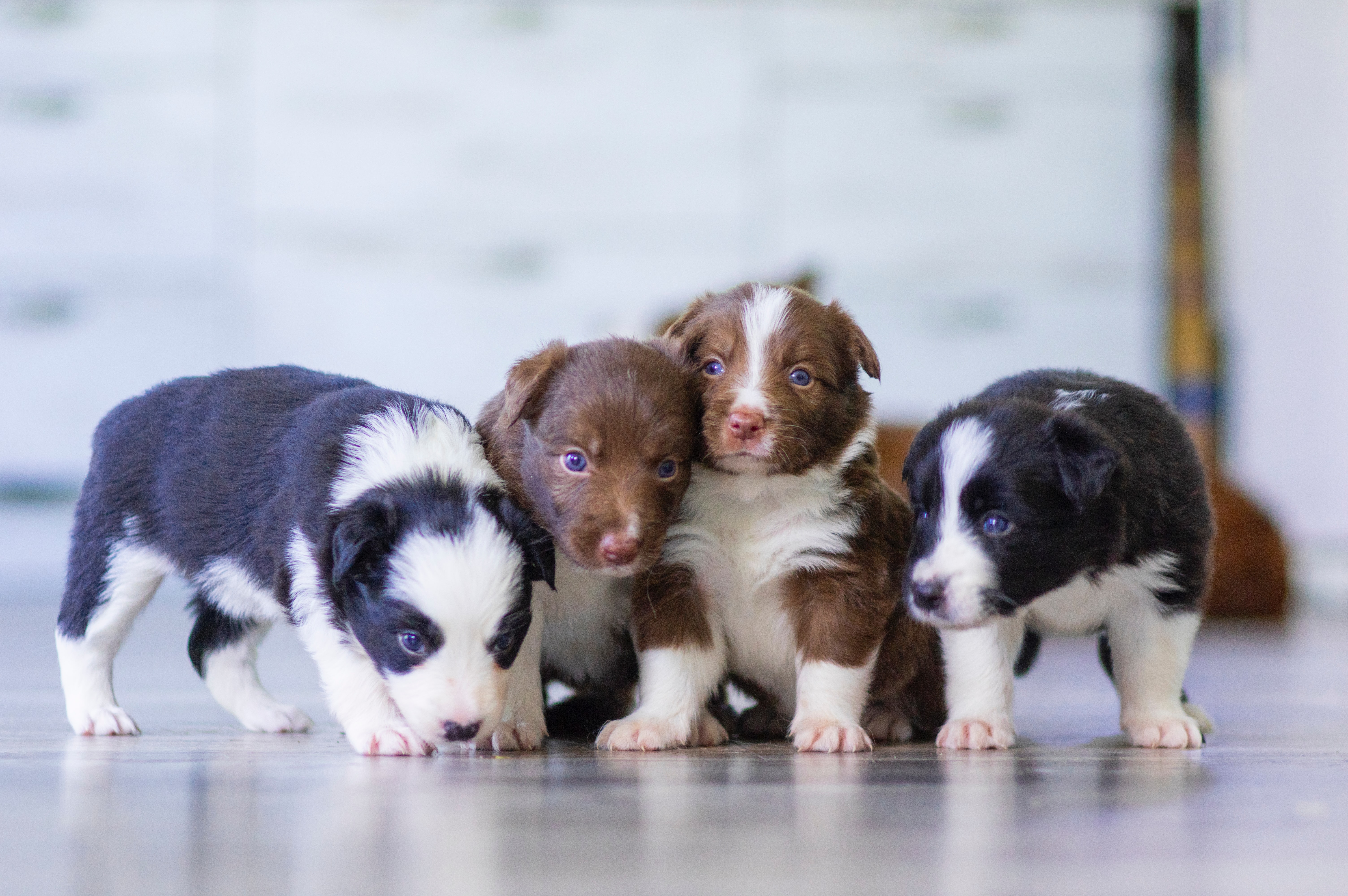 How to choose breeding animals based on breed-specific behaviours - Lassie