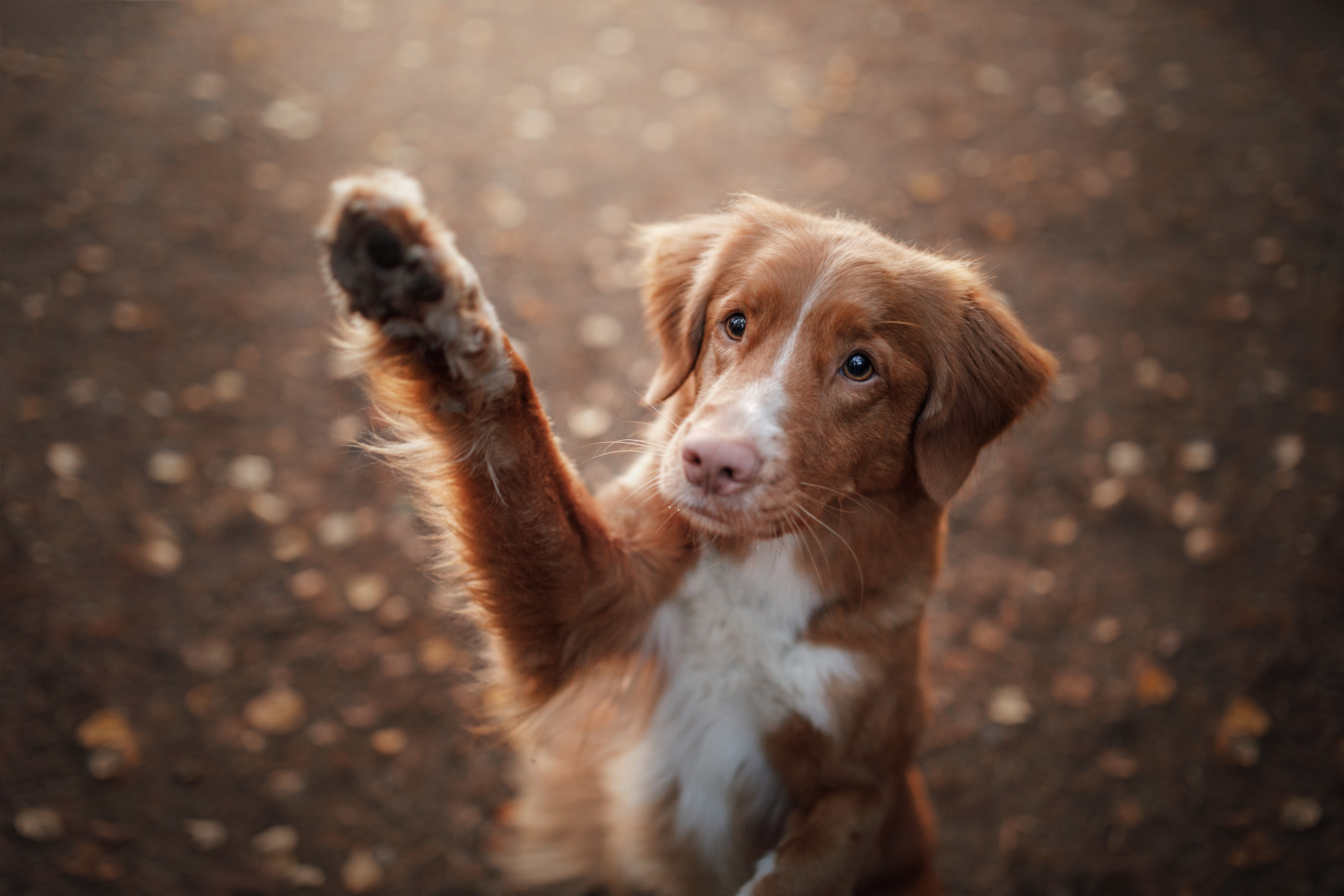How to prevent claw injury - Tips & Advice - Lassie