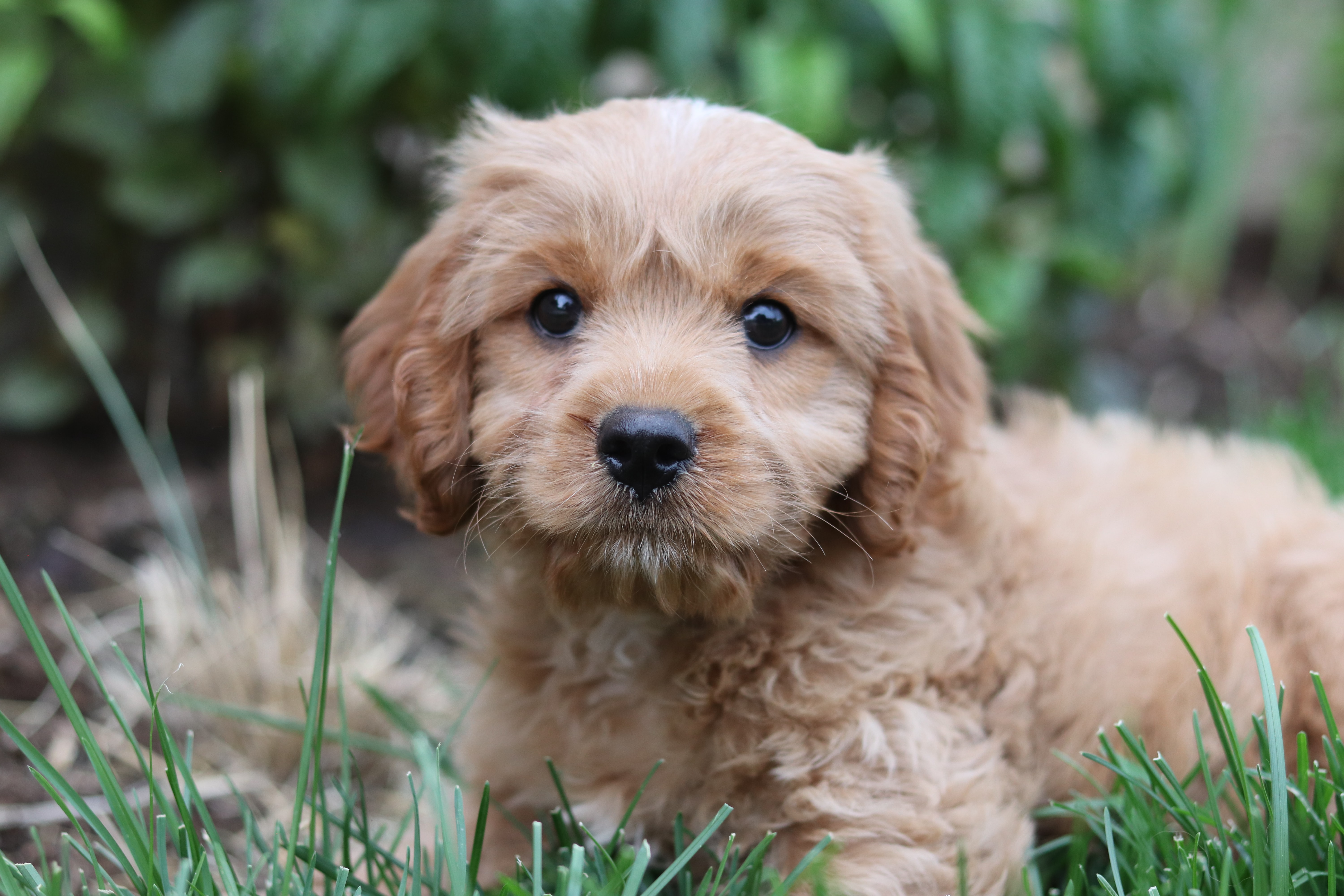 How to choose the right puppy for you - tips and advice - Lassie
