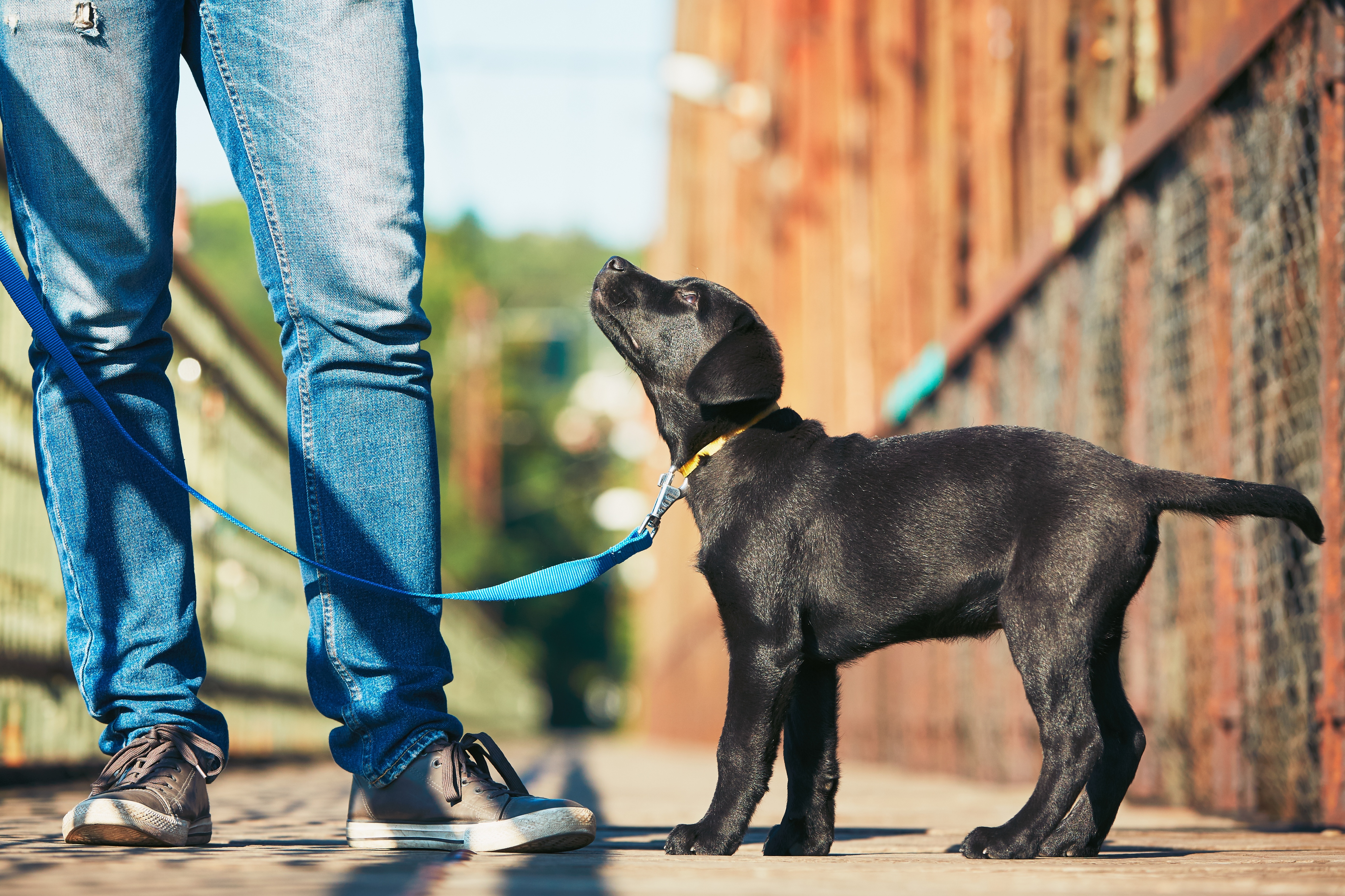 Environment training with your puppy - How to - Lassie
