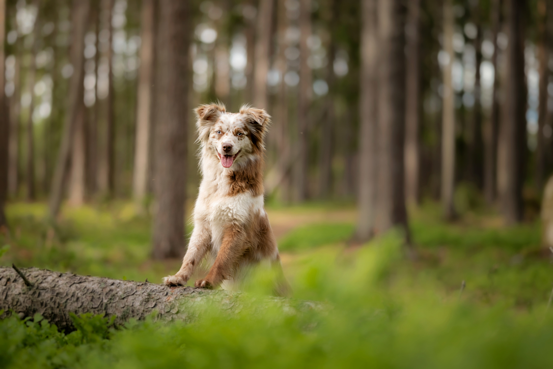 Vad säger hunden - Hundens kroppsspråk - Lassie