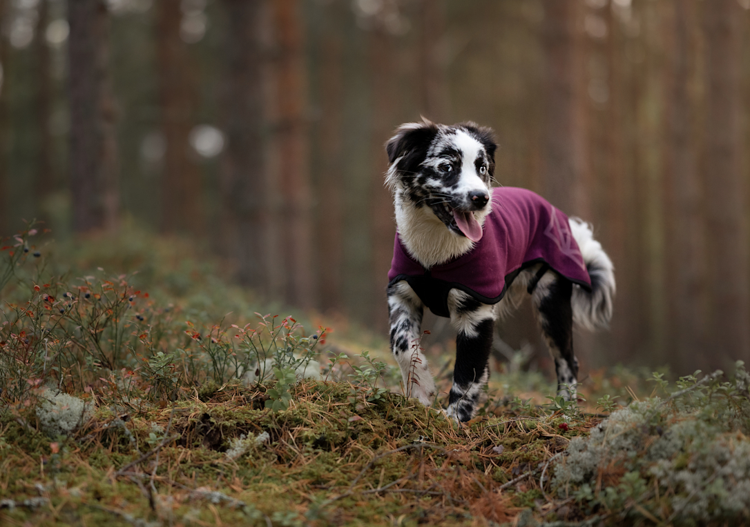 Motionera valp - Allt du behöver veta - Lassie