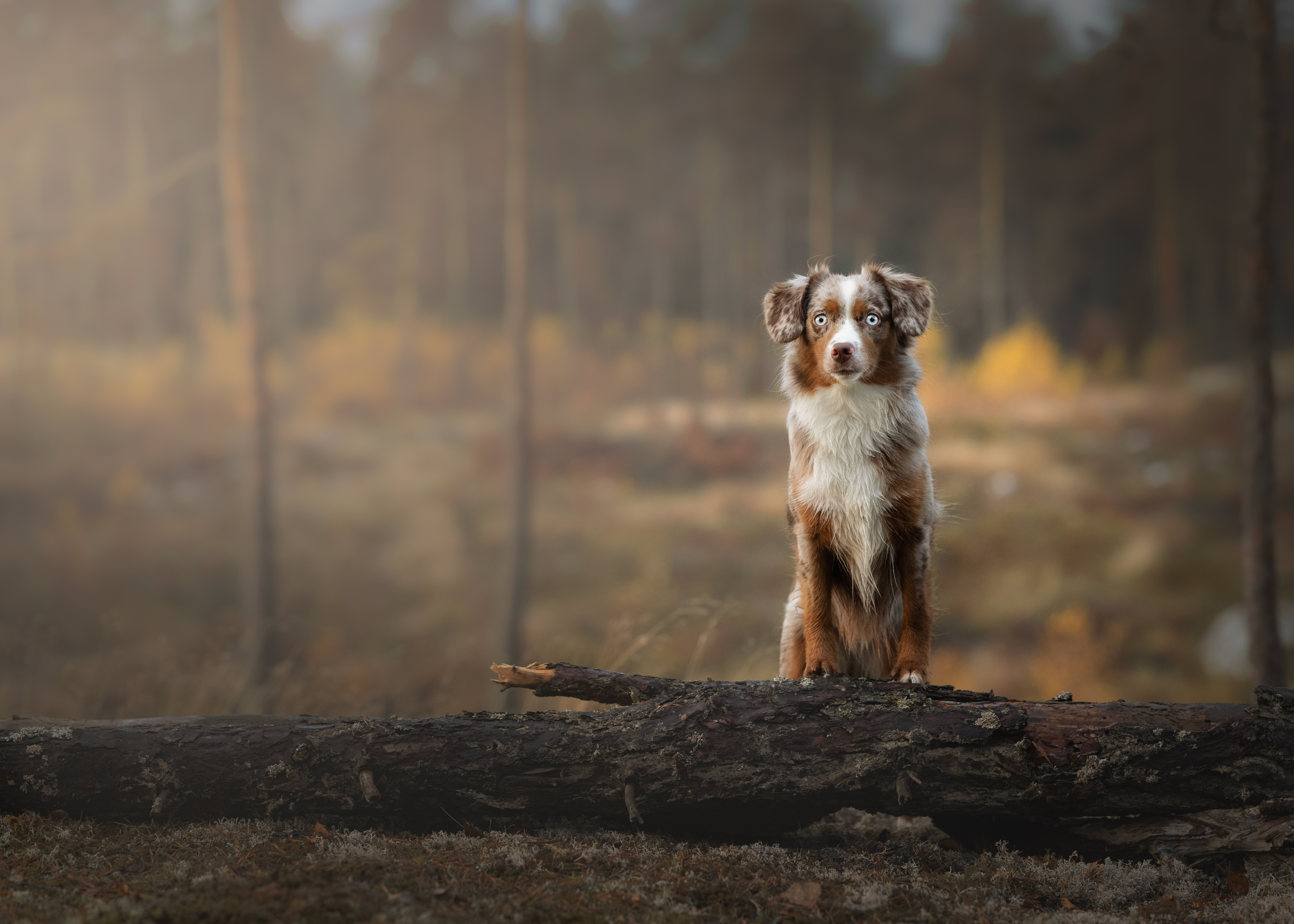 How to tell if your dog has eye problems - Lassie