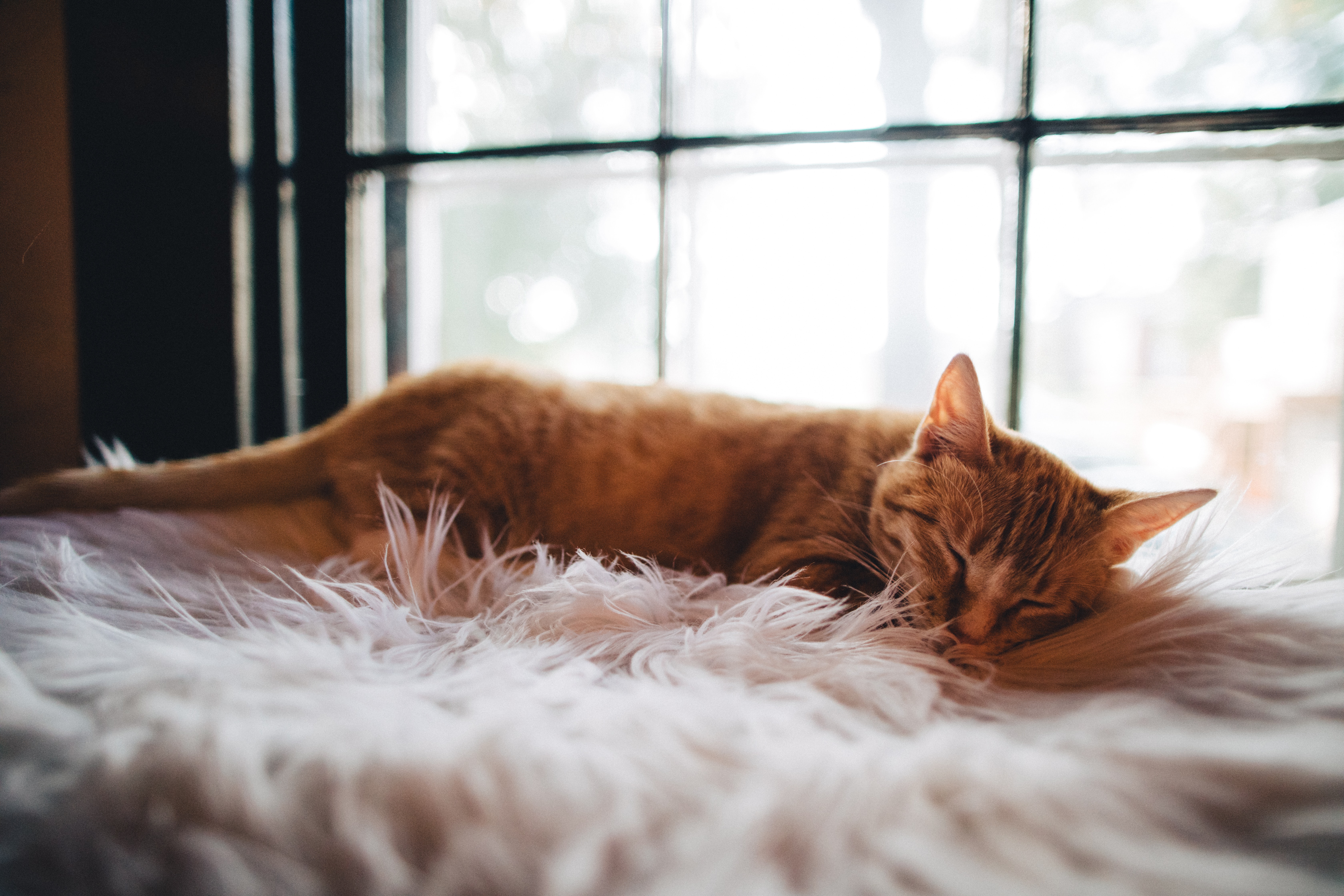 Cat naps