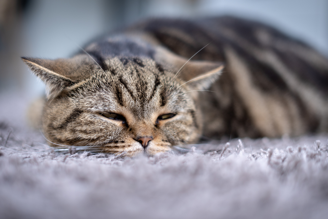 Ta tempen på katt - Så gör du