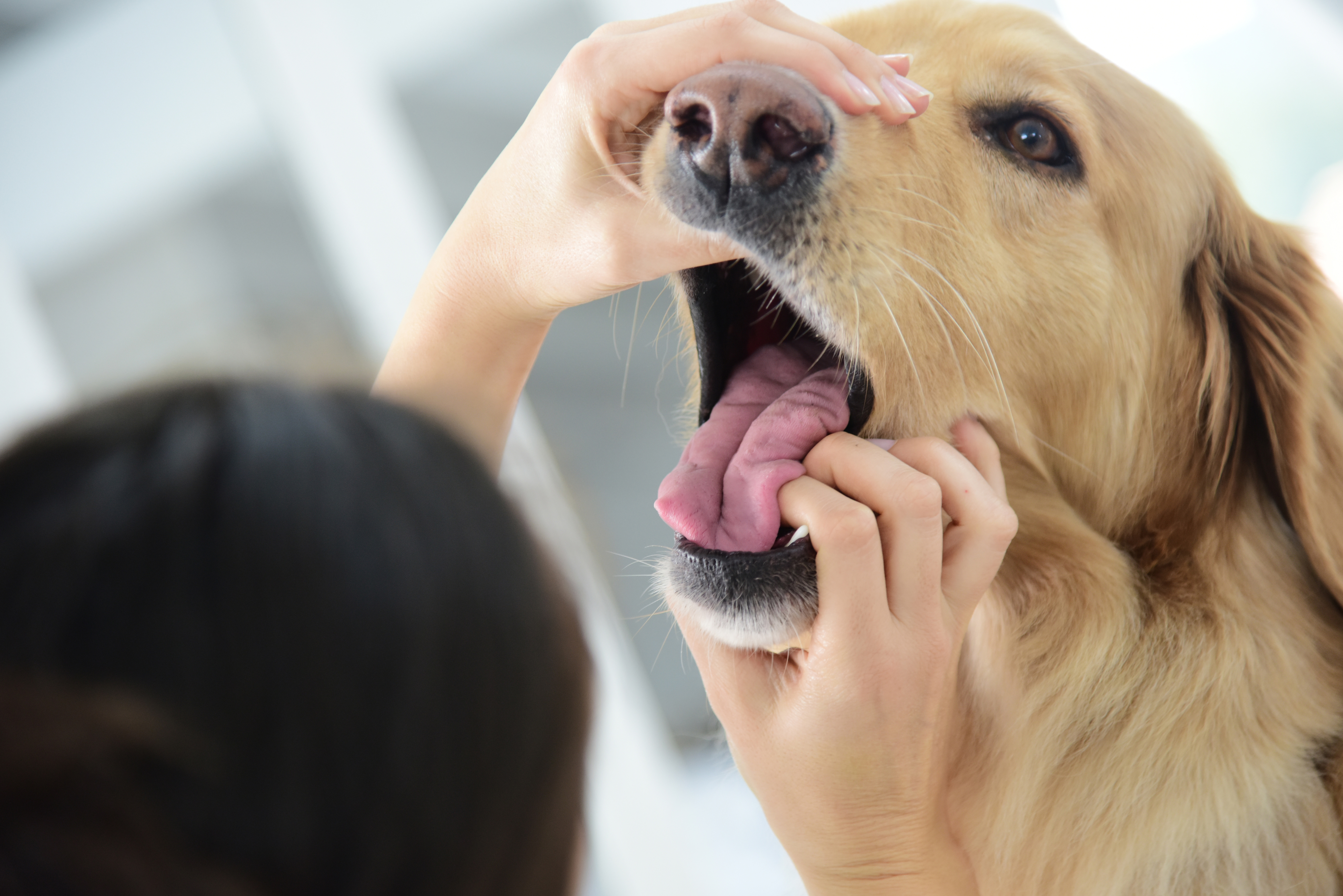 How to examine your dog's mouth and teeth - Lassie
