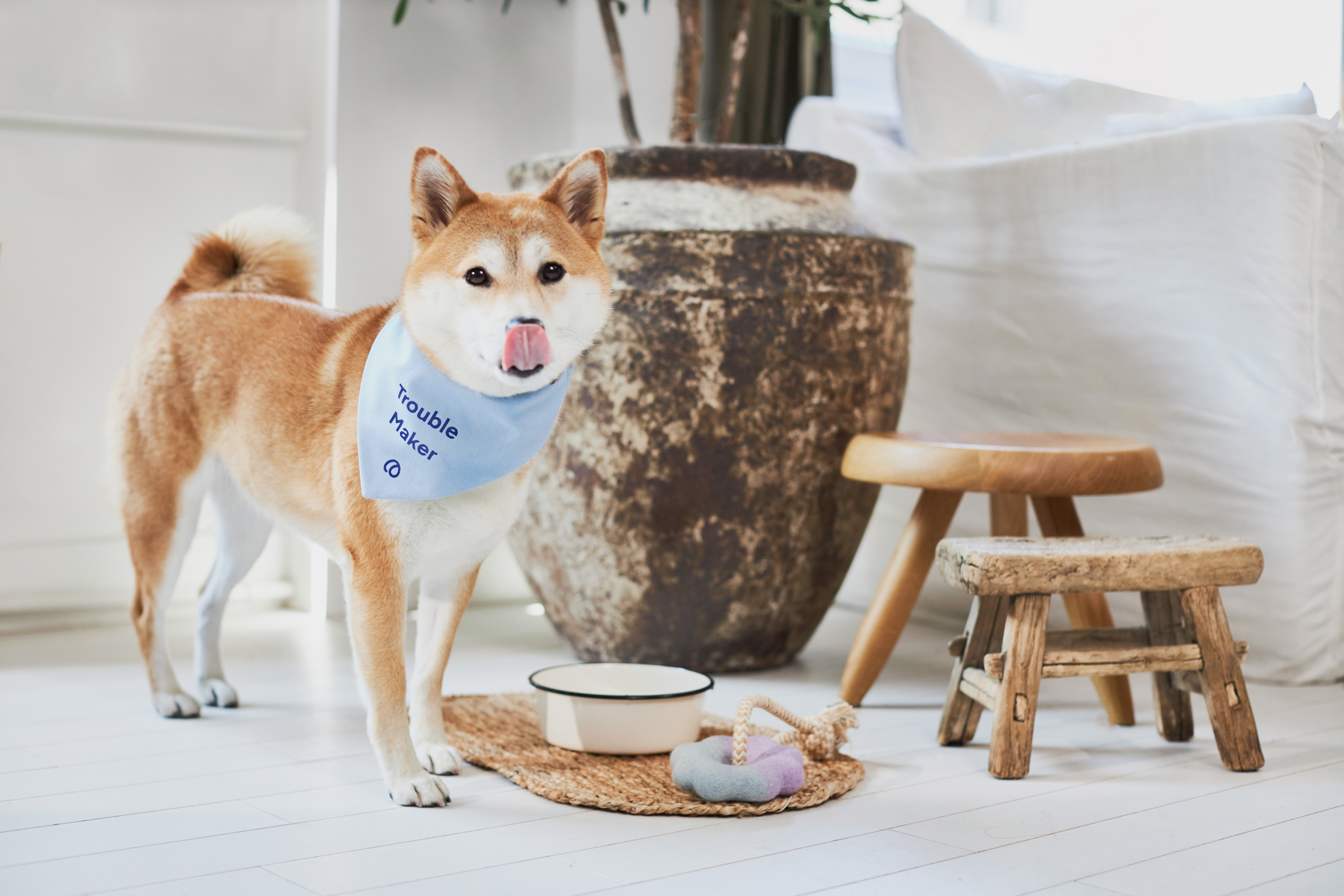 Feeding Your Adult Dog - Dog Feeding Guide | Lassie
