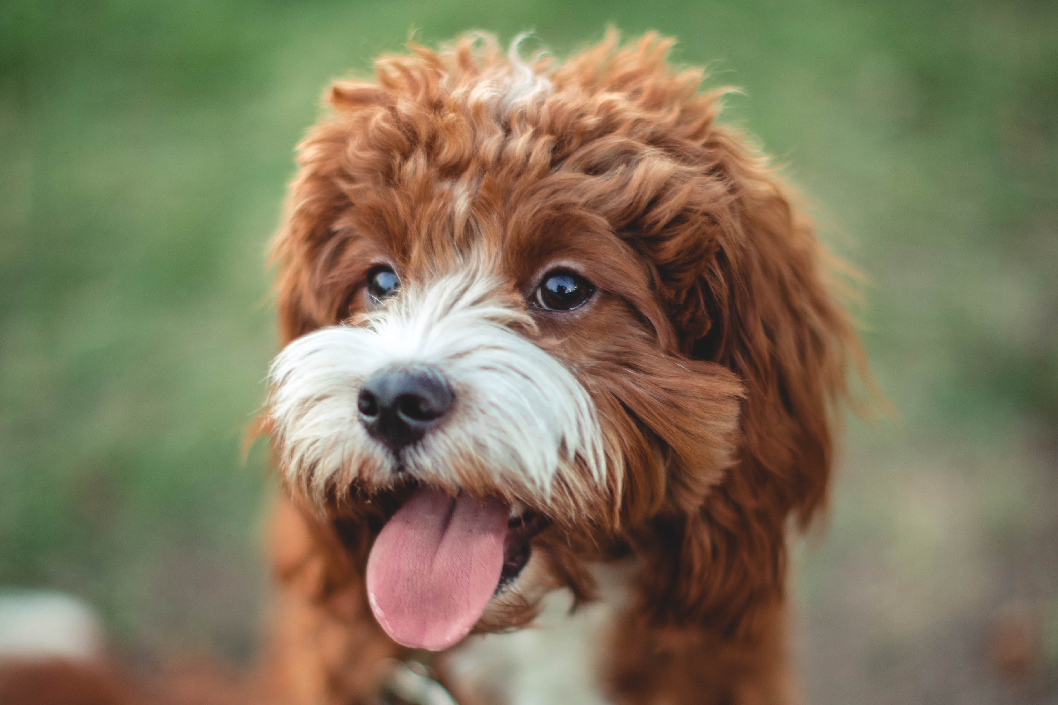Cavapoo - Everything you need to know about the dog breed