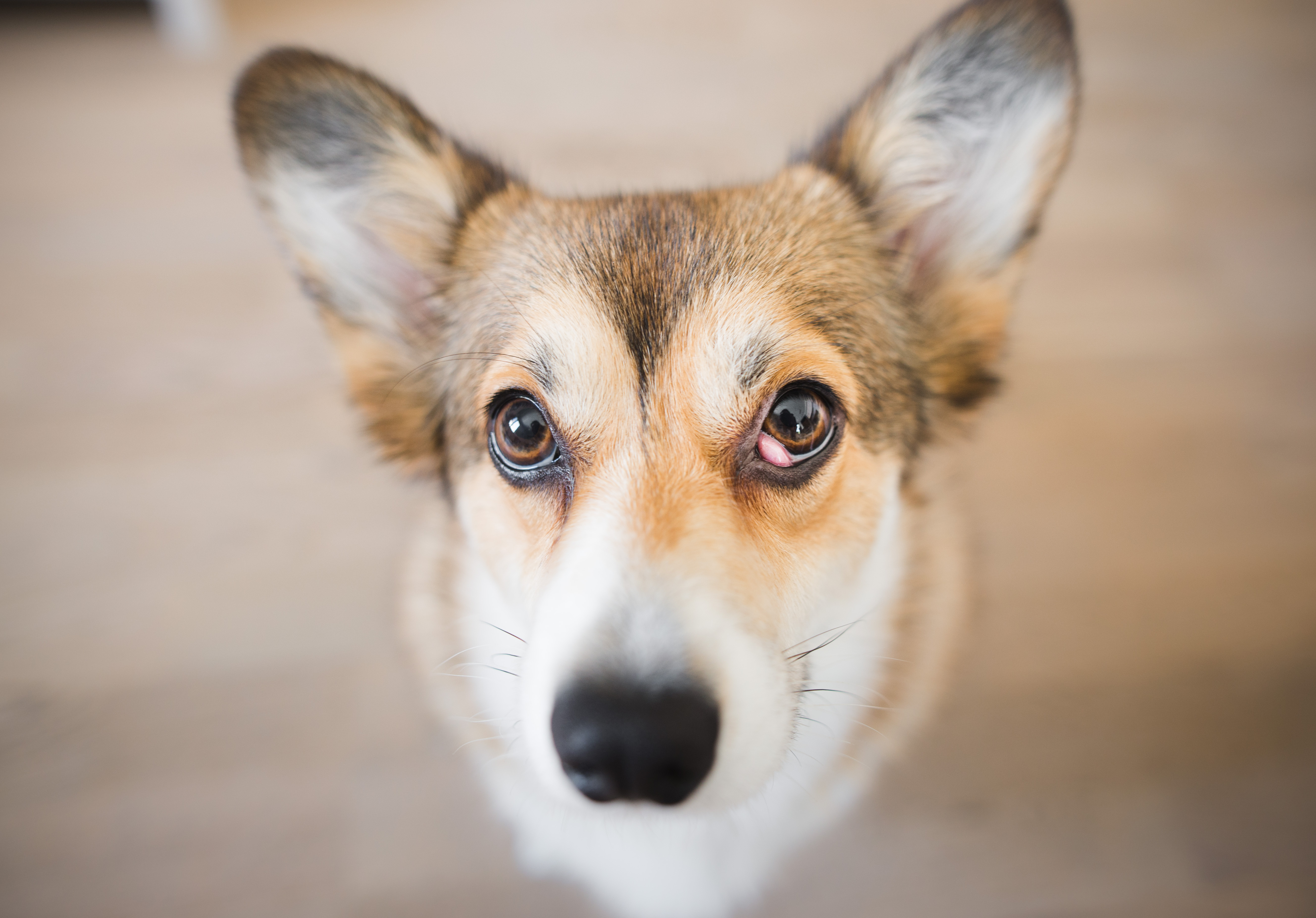 Why your dog may have a swelling on the inside of the eye - Lassie