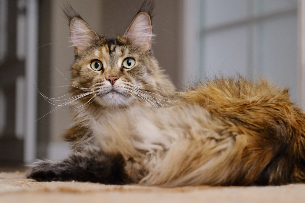 Maine Coon - Alles, was du über die Katzenrasse Maine Coon wissen solltest