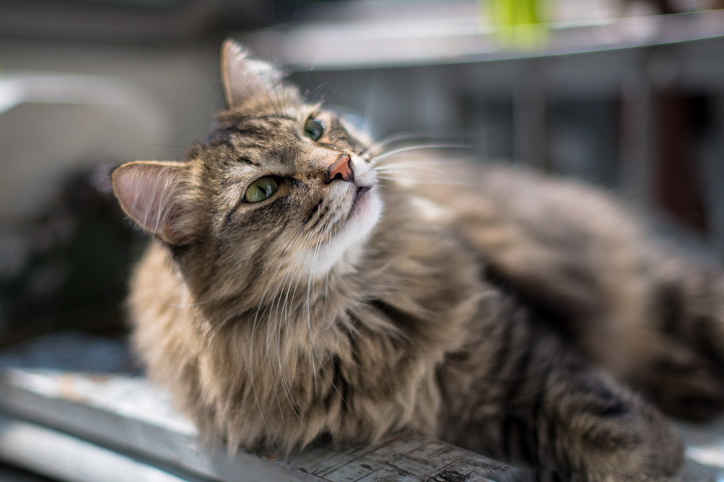 Siberian Cat - Everything you need to know about the cat breed Siberian Cat