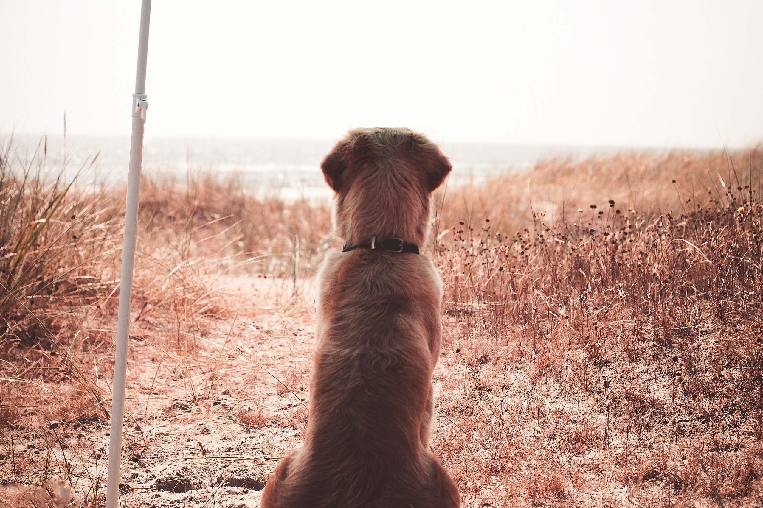 Lassie's vet answers questions about summer dangers for dogs