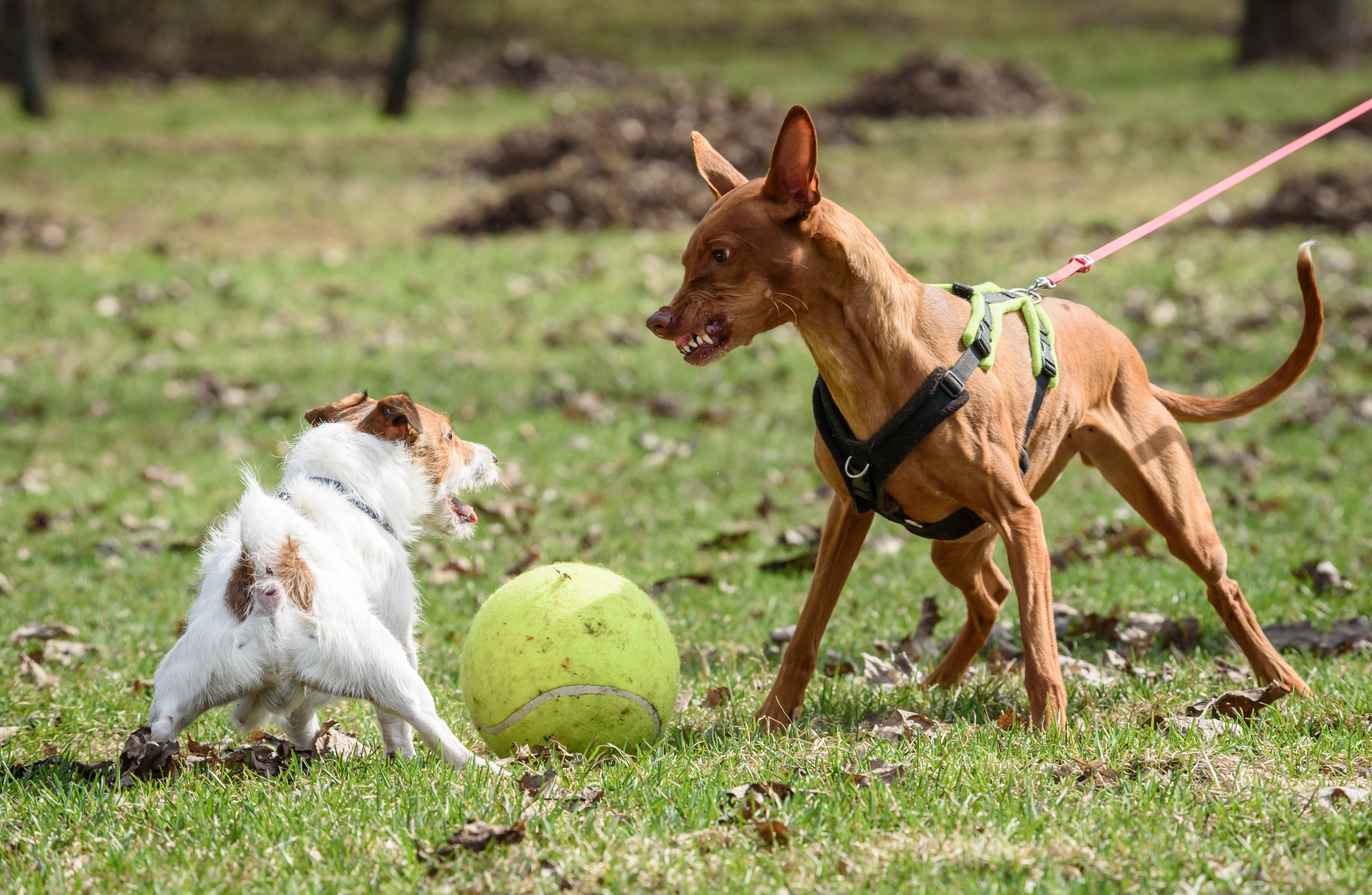 What to do if your dog gets into a dogfight - Lassie