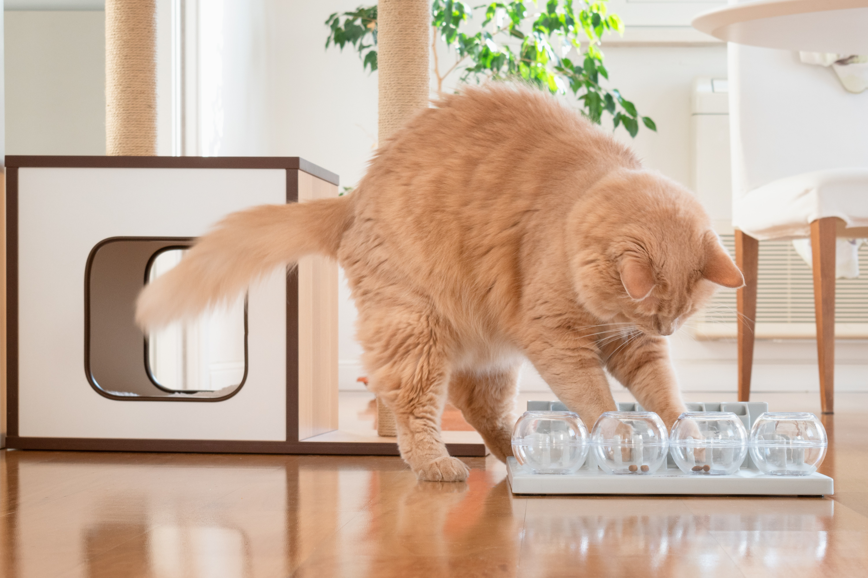 Enrichment for your cats - Find out great tips here!